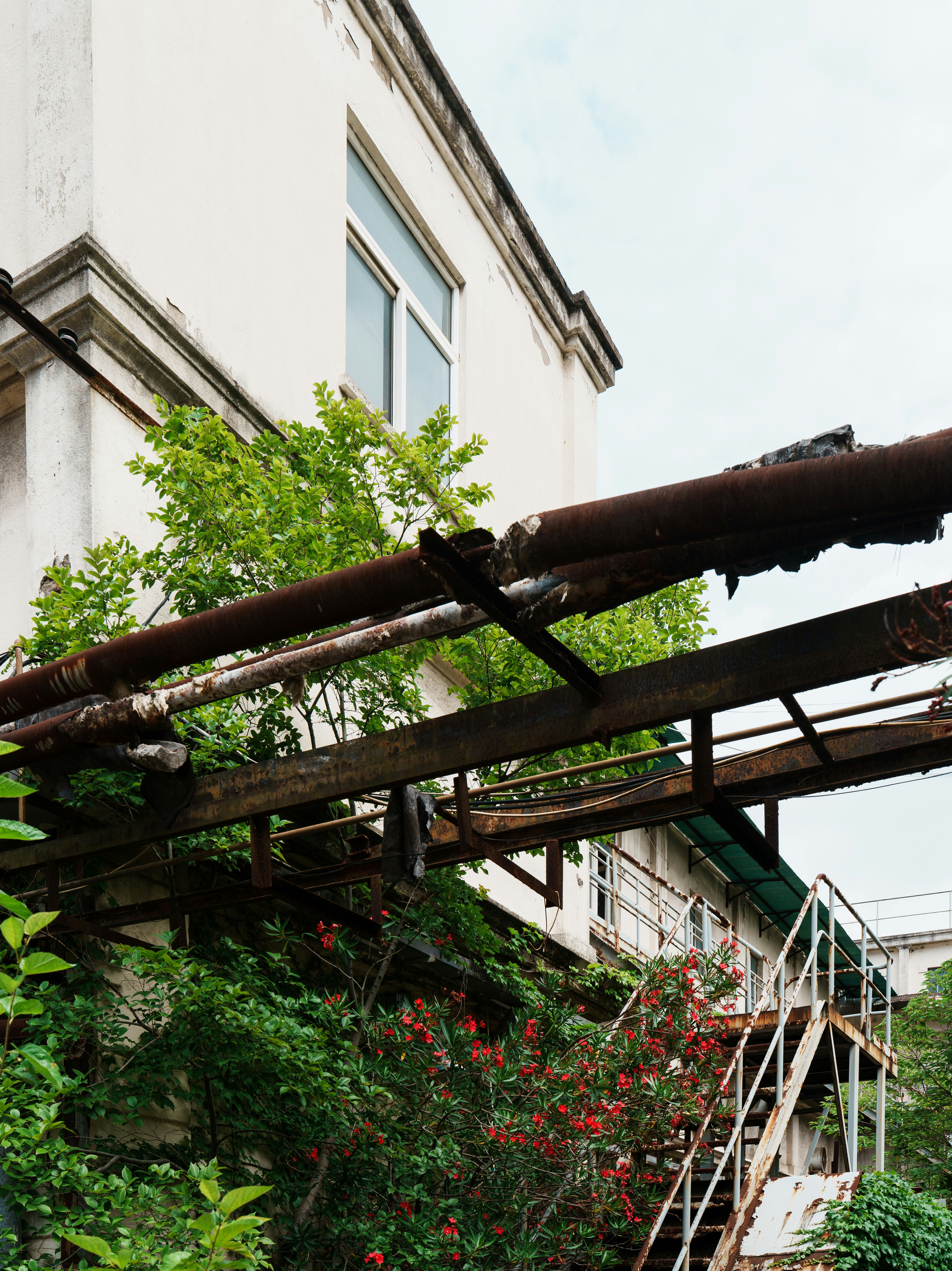 Overgrown industrial corridor: rusted pipes and a living canopy