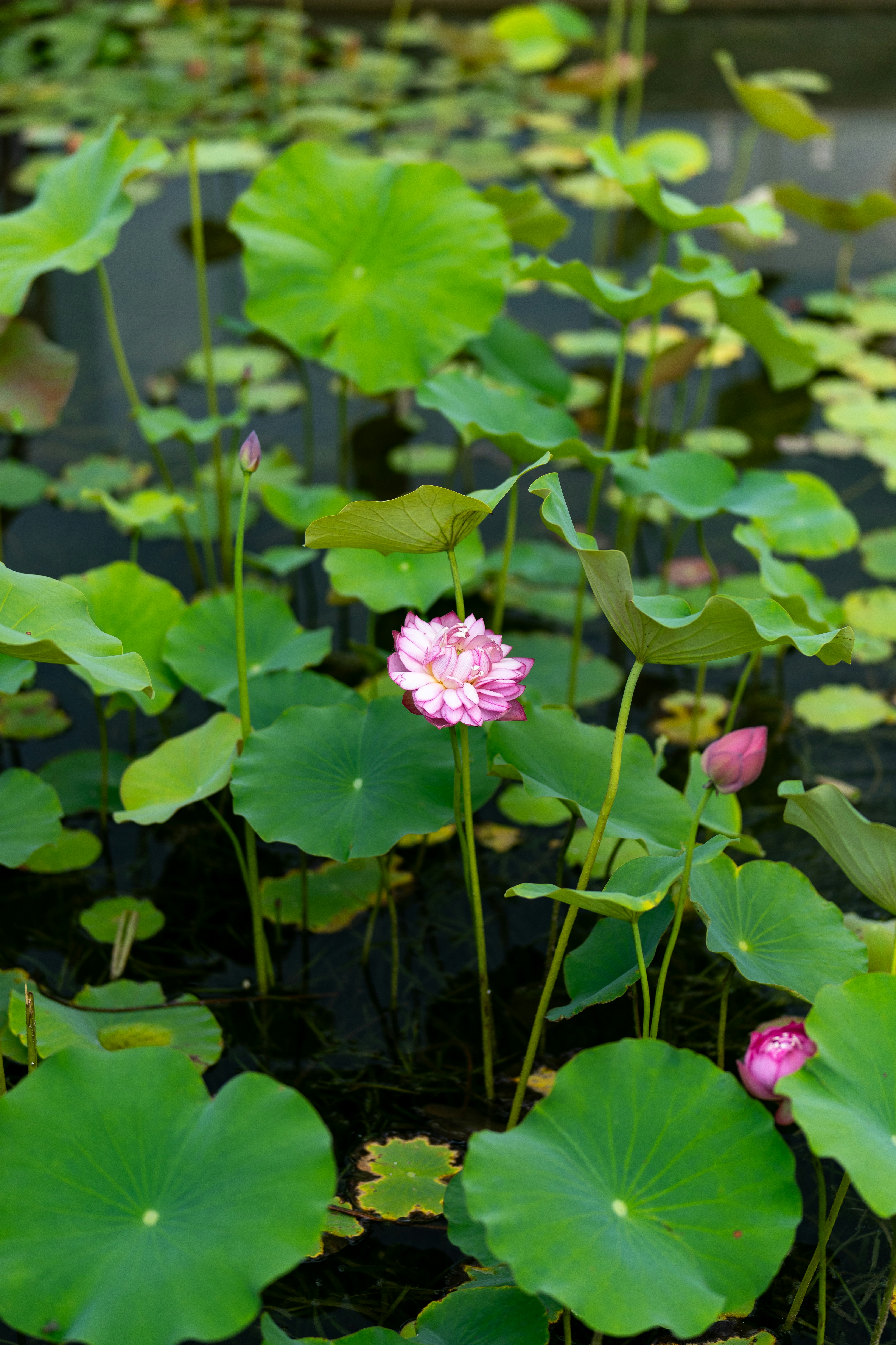 Pink Lotus Bloom Among Verdant Pads in a Quiet Pond