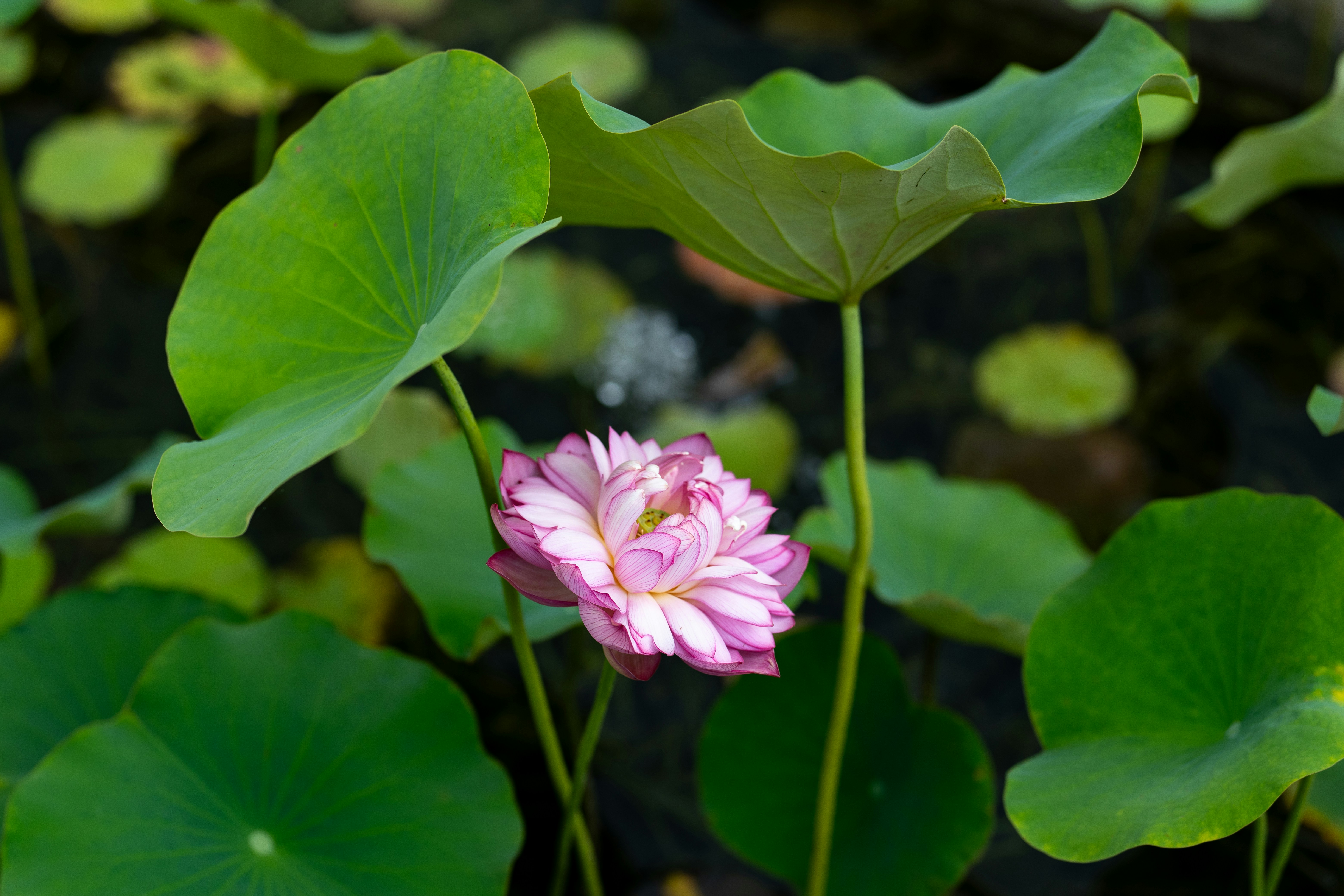 Pink Lotus Bloom Centered Amid Broad Green Pads