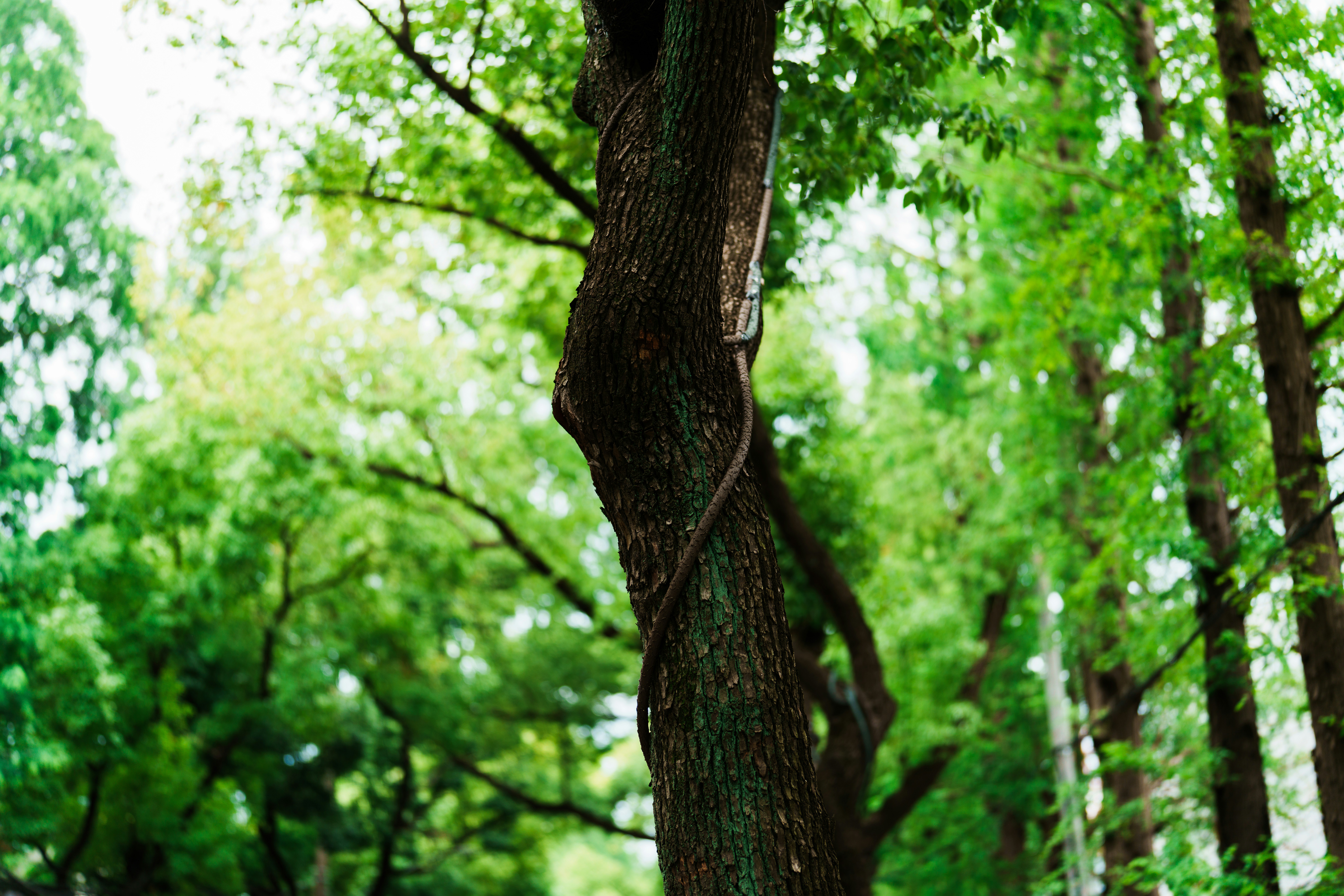 Vine wraps around a tree trunk amidst green foliage.
