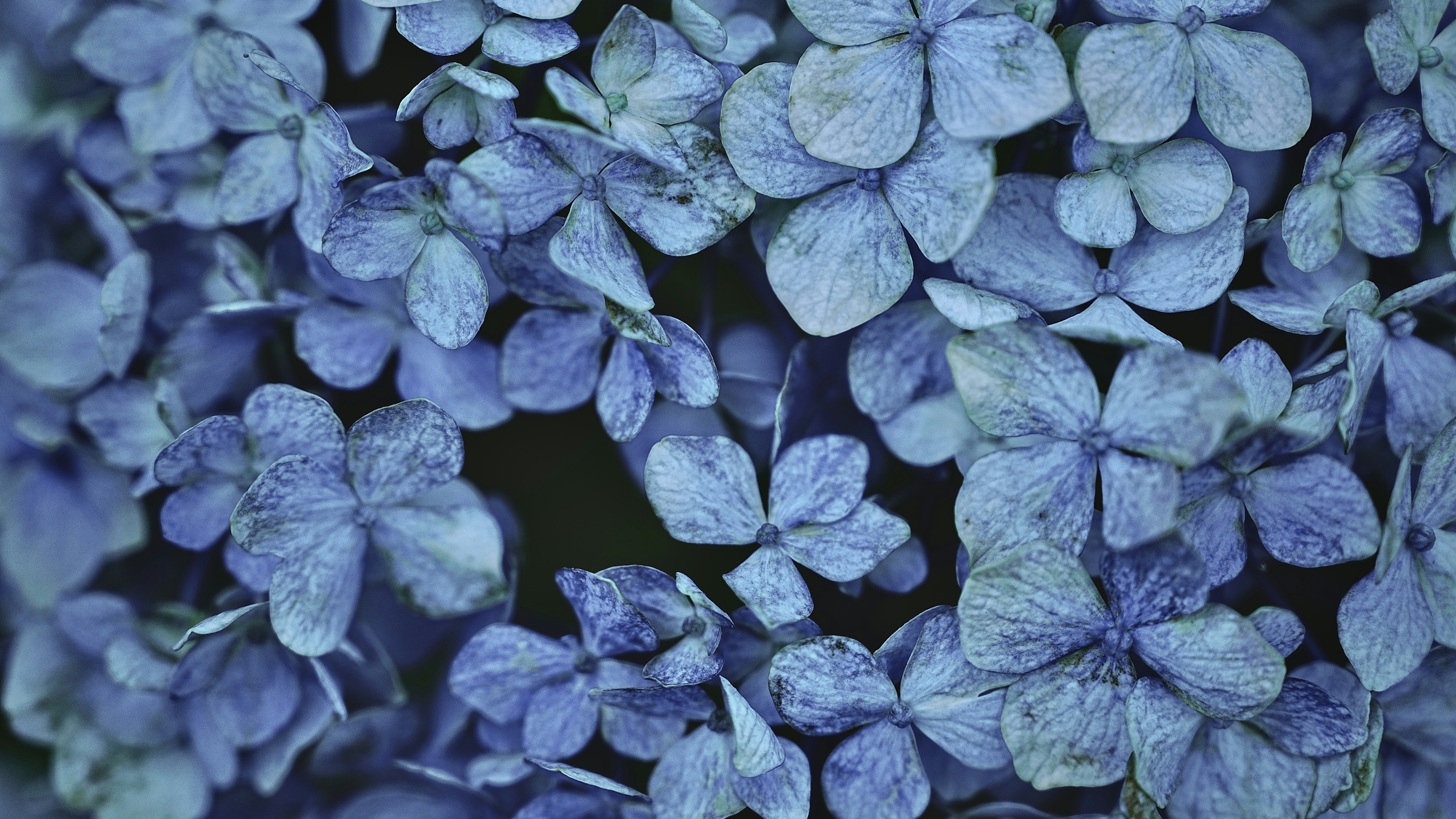 Midnight Blue Hydrangea: A Quiet Carpet of Petals