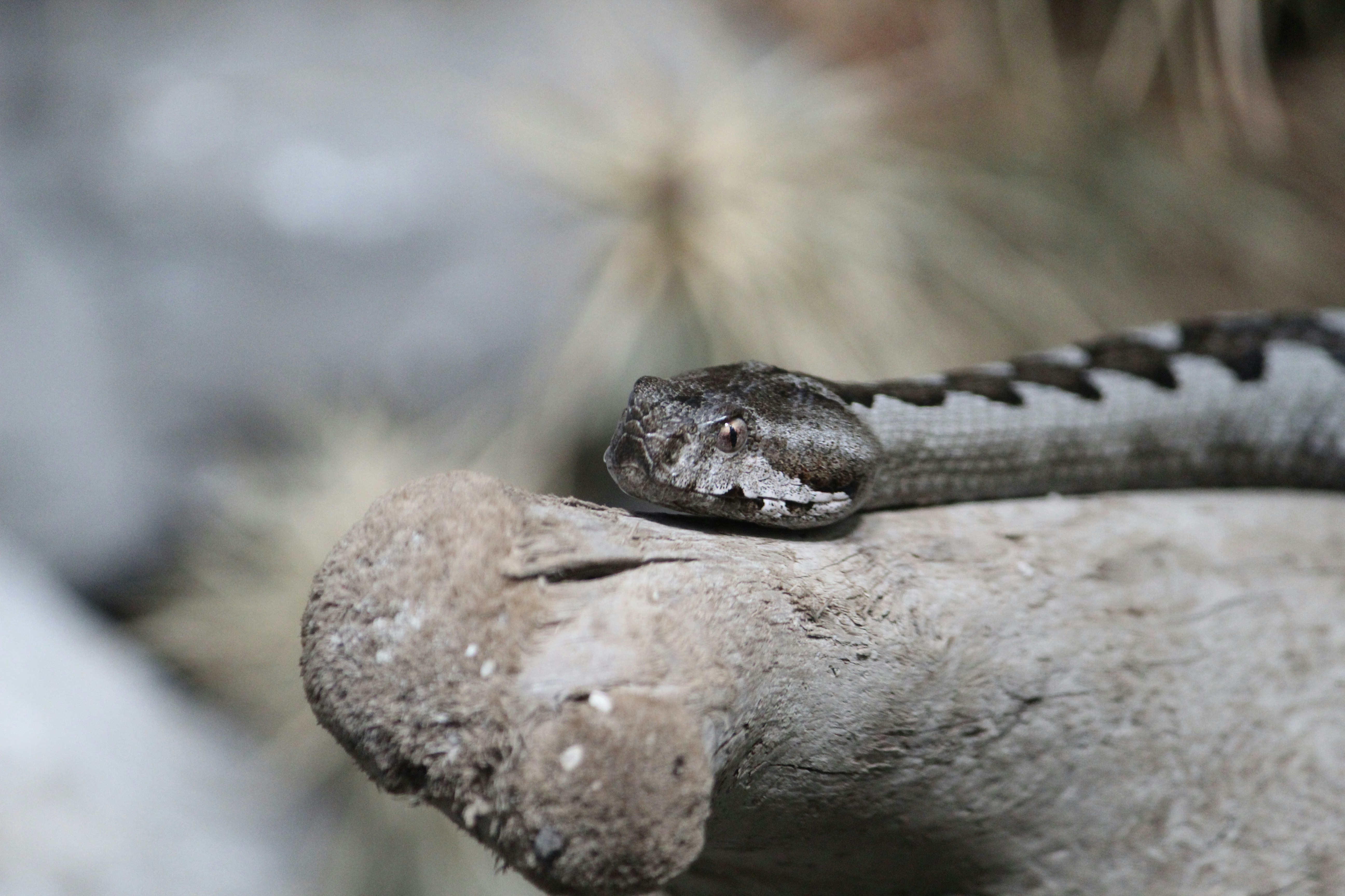 Hushed Evening Strike: A Viper Resting on a Pebble Edge