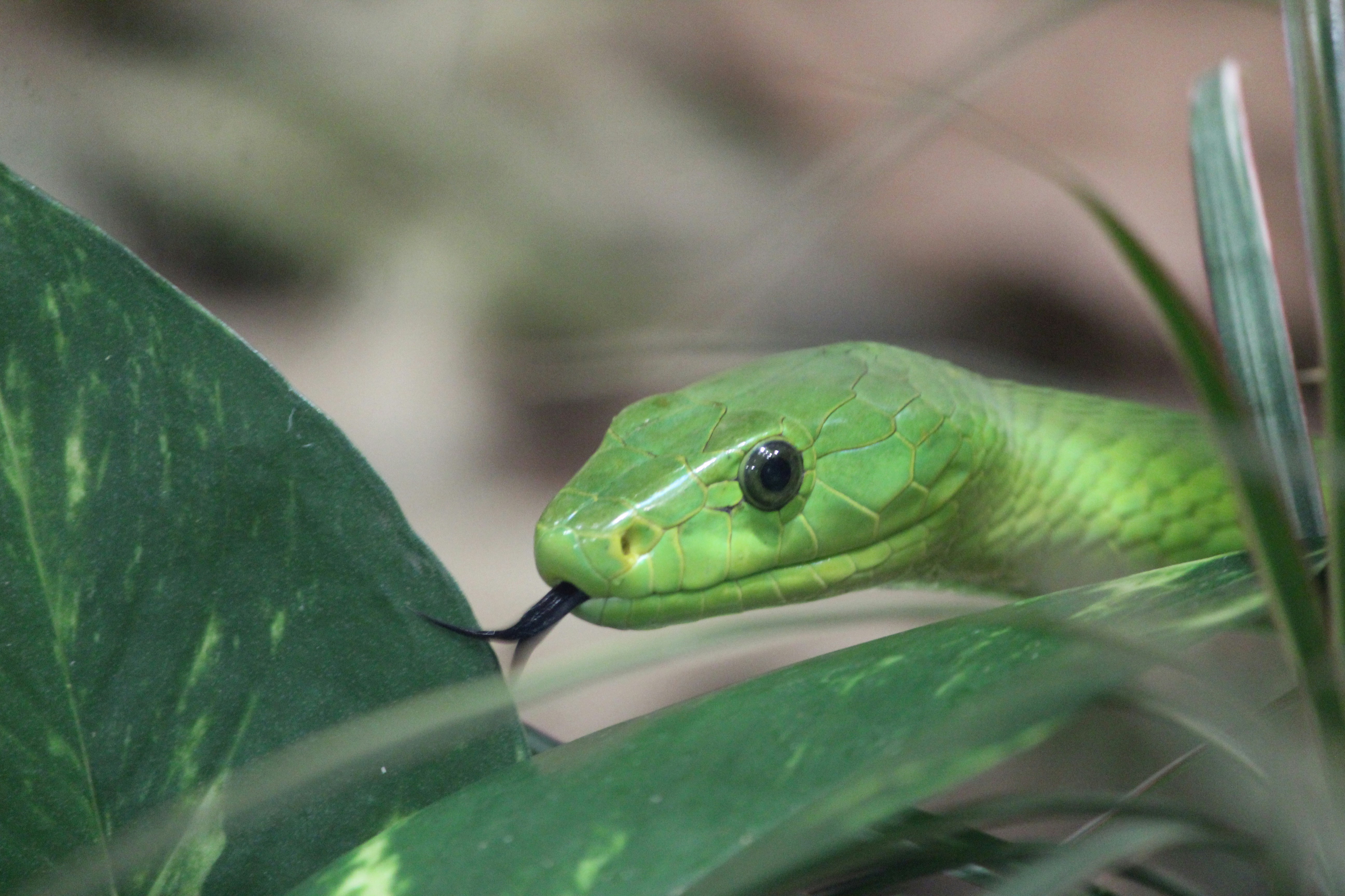 Emerald Gaze: A Green Viper Slithers Through Ferns
