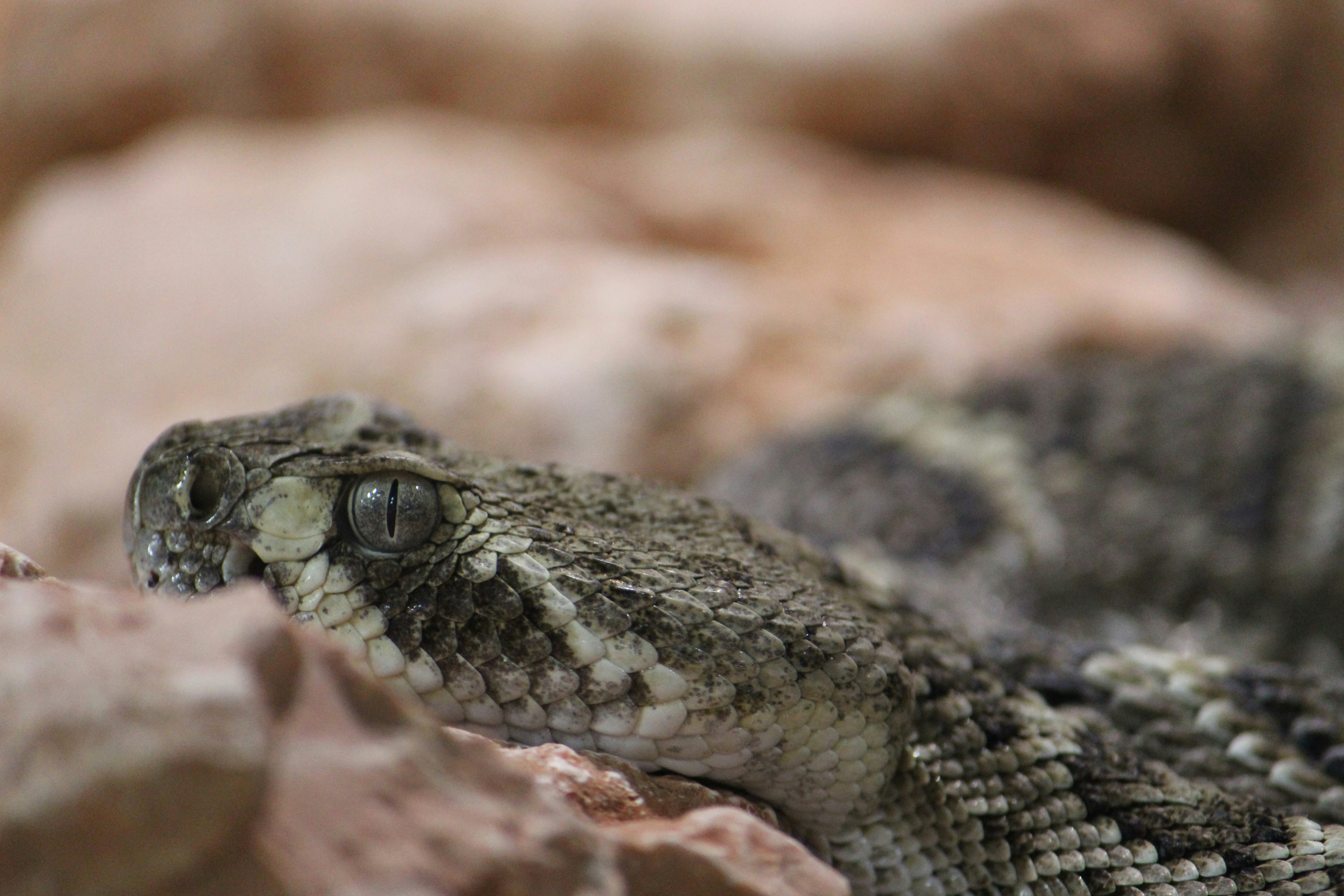 Close-up of a Coiled Viper: Stony Texture and Focused Gaze