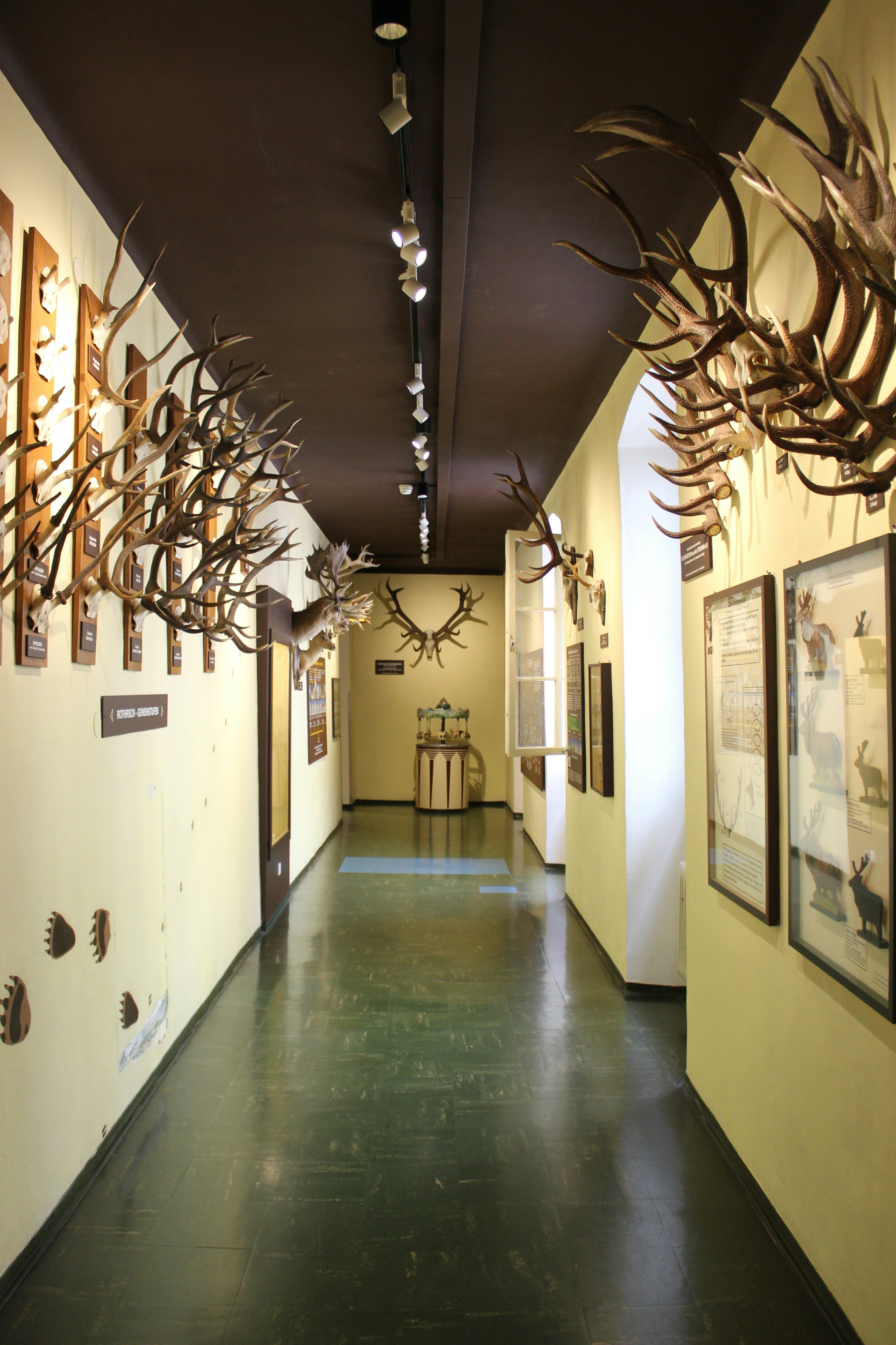 Antler Hallway: A Quiet Gallery Walk Through Mounted Futures