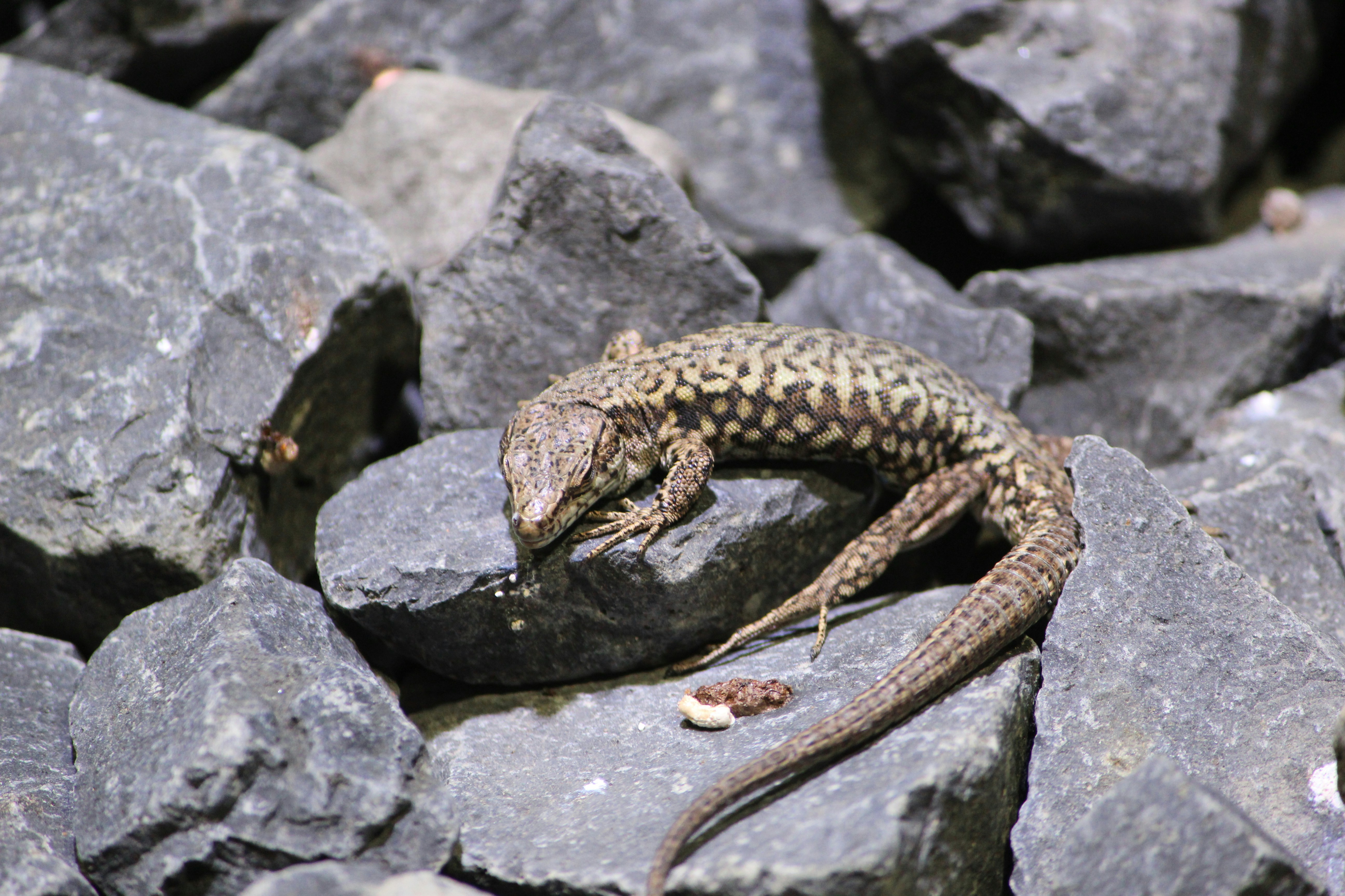Rock-dwelling Gecko Breaks the Pattern on Granite