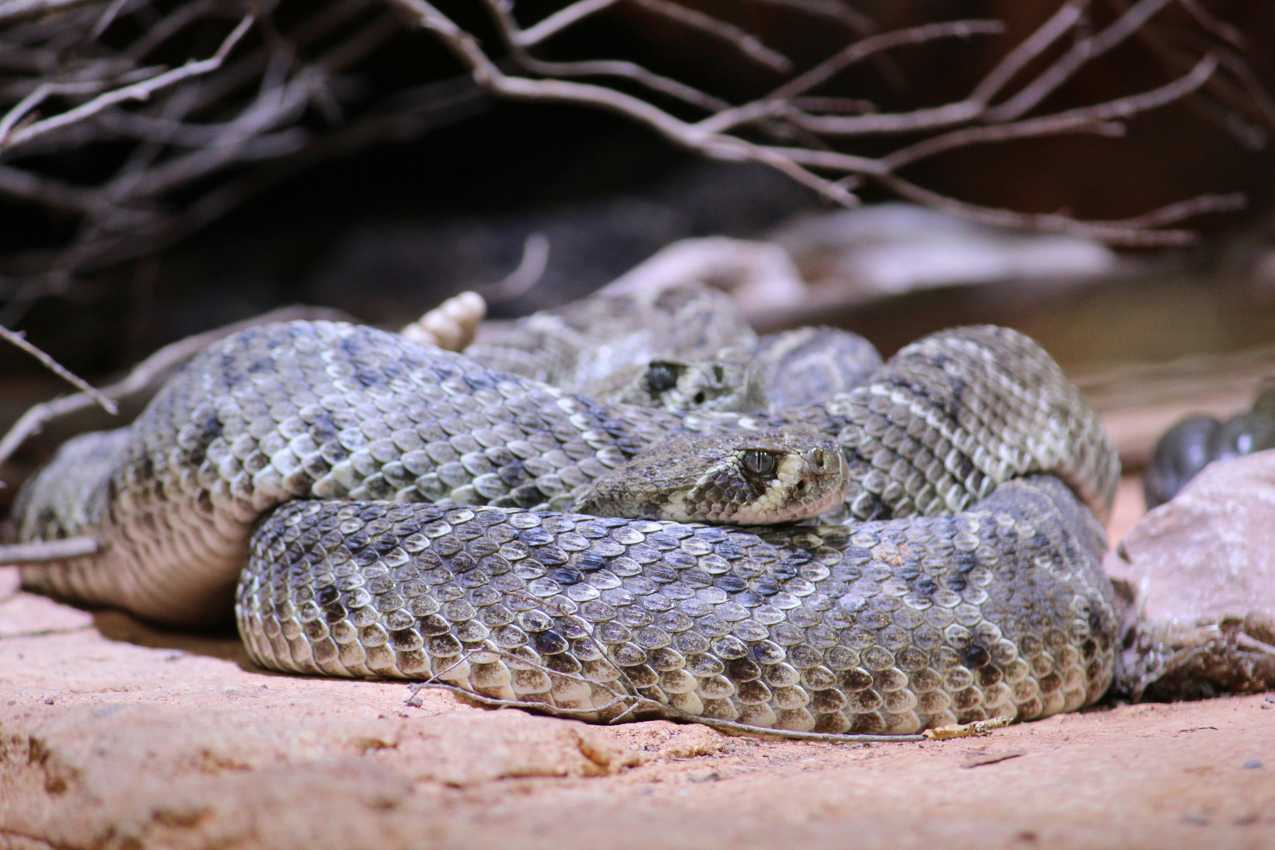 Coiled Vigil: A Caiman’s Nest Under Soft Dappled Light