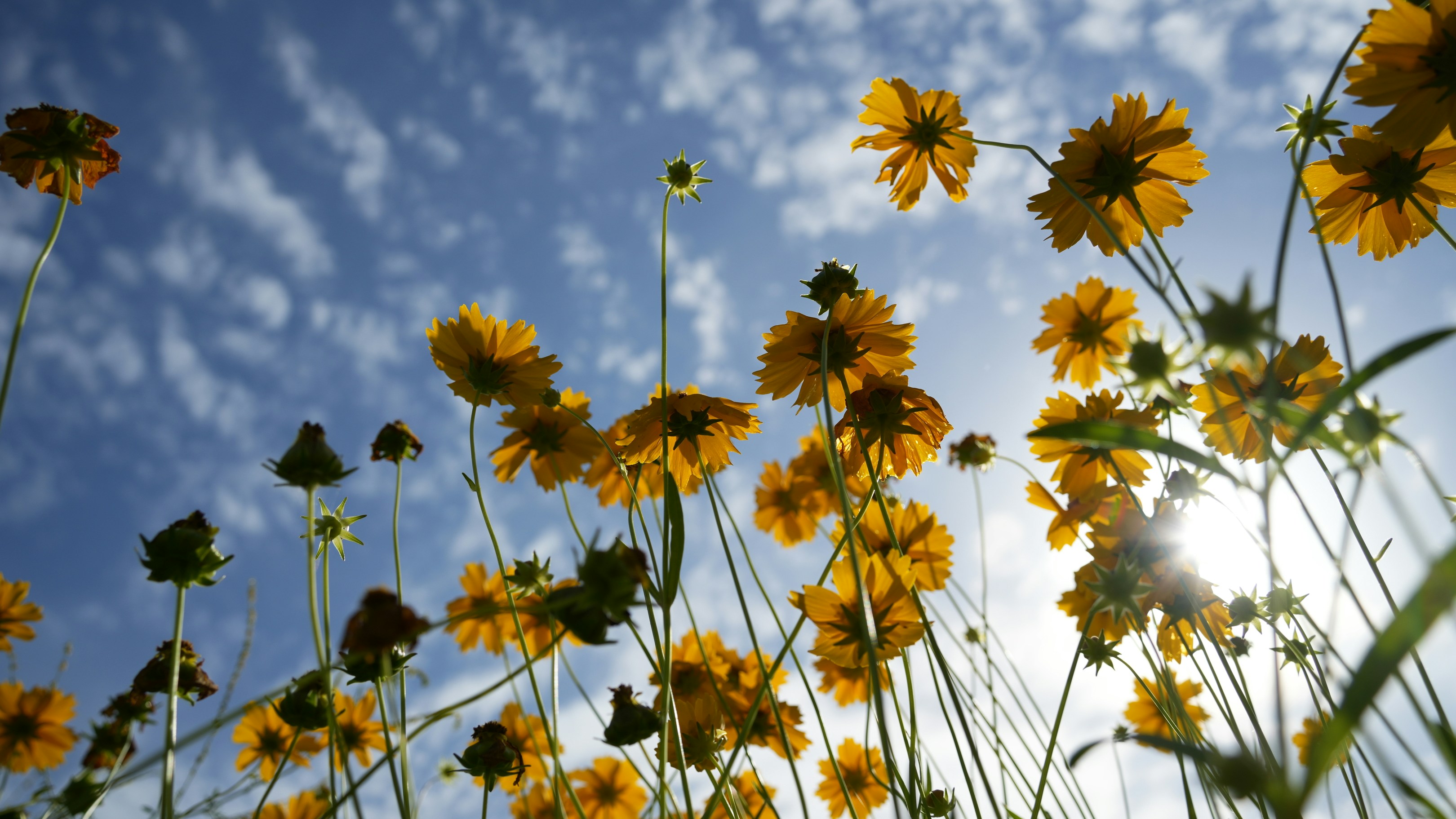 Yellow flowers reaching towards a bright blue sky with clouds.