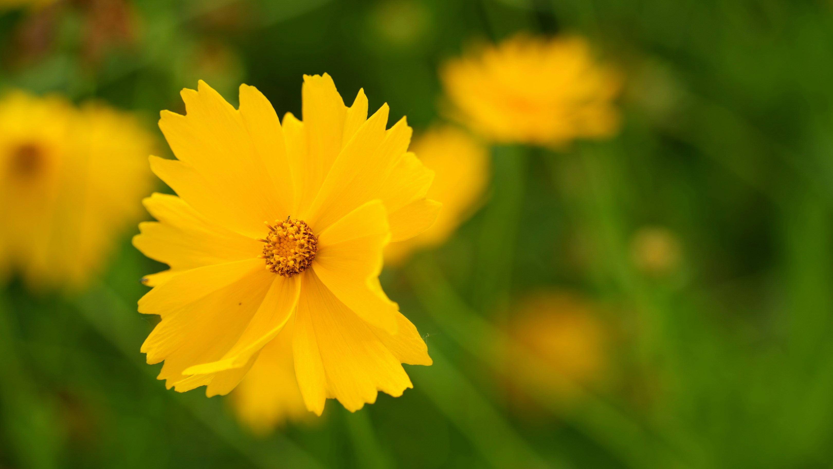 Golden Daisy Spotlight: A Bold Bloom in Soft Focus