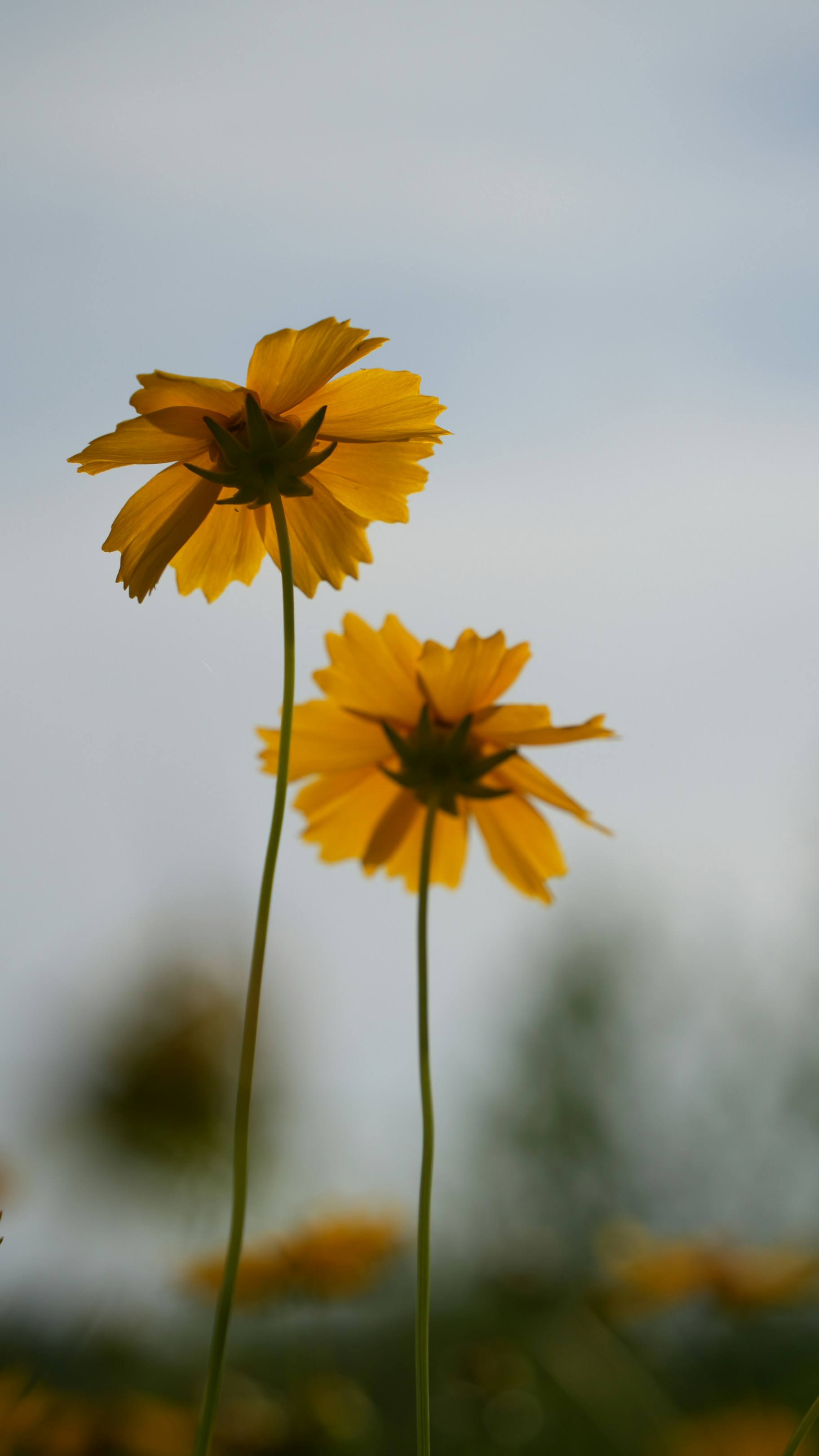 Golden Bloom Against Sky: Two Sunlit Flowers Reach for the Light