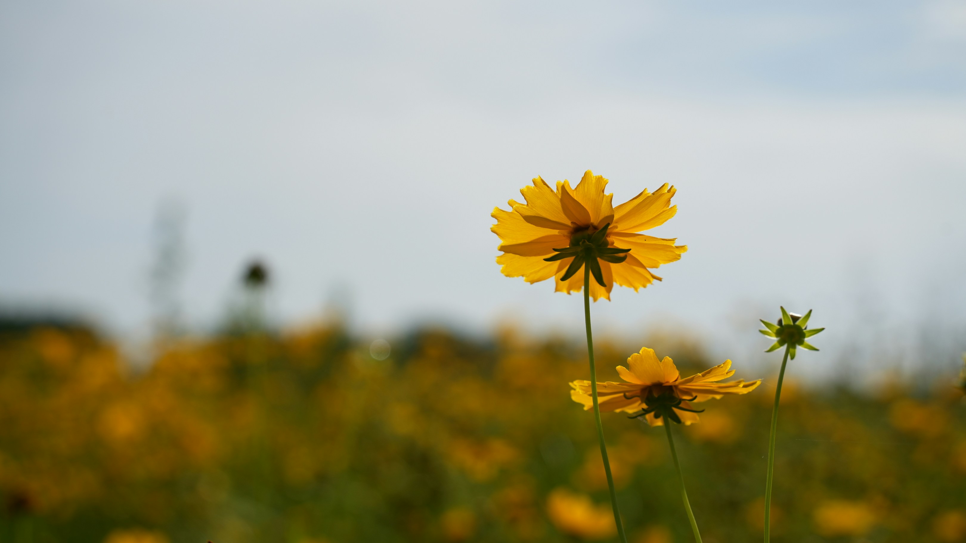Golden bloom in a sea of sunshine