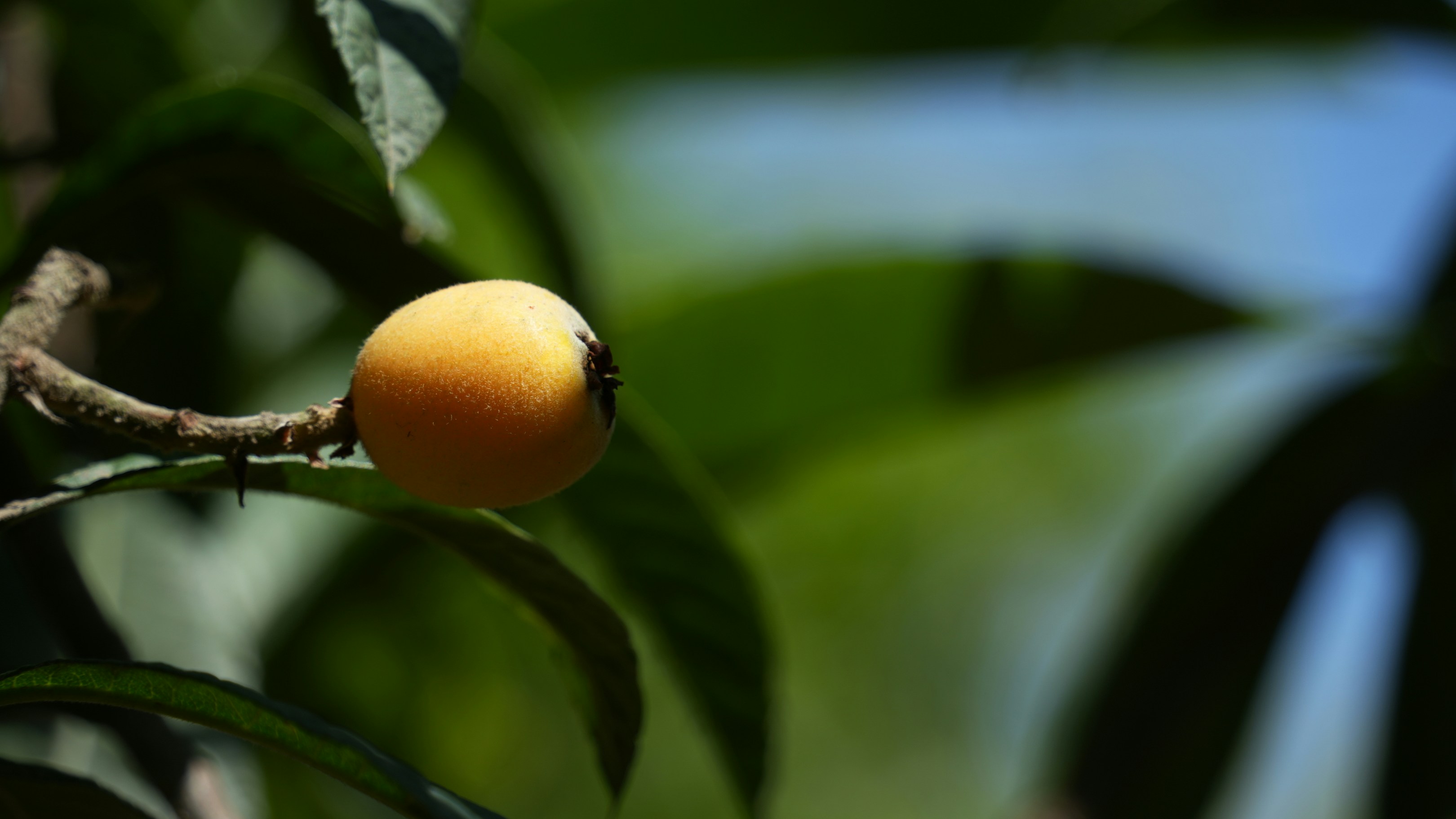 Ripe loquat fruit on a tree branch with green leaves.