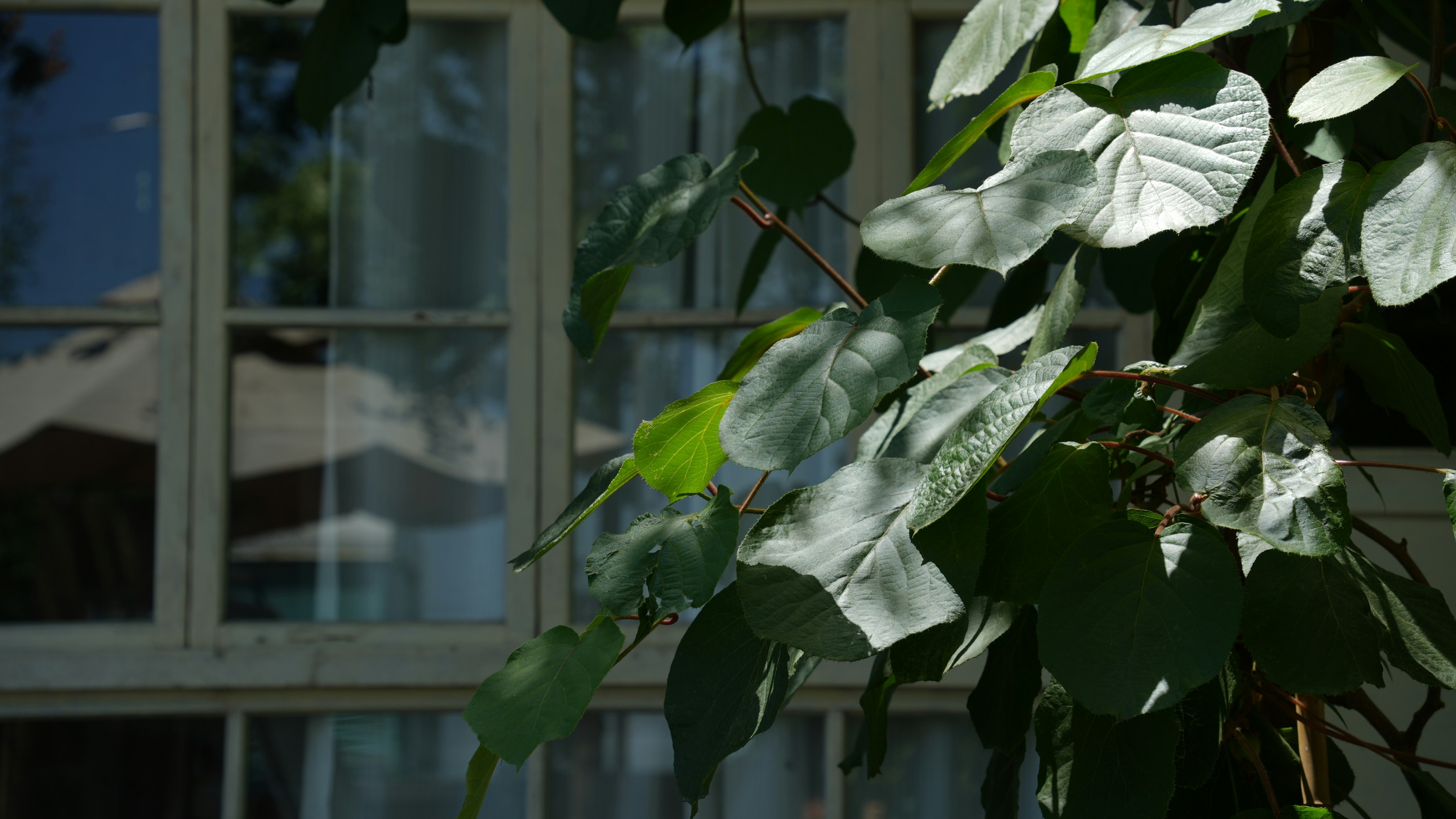Sunlit Leaves Against a Windowed Backdrop