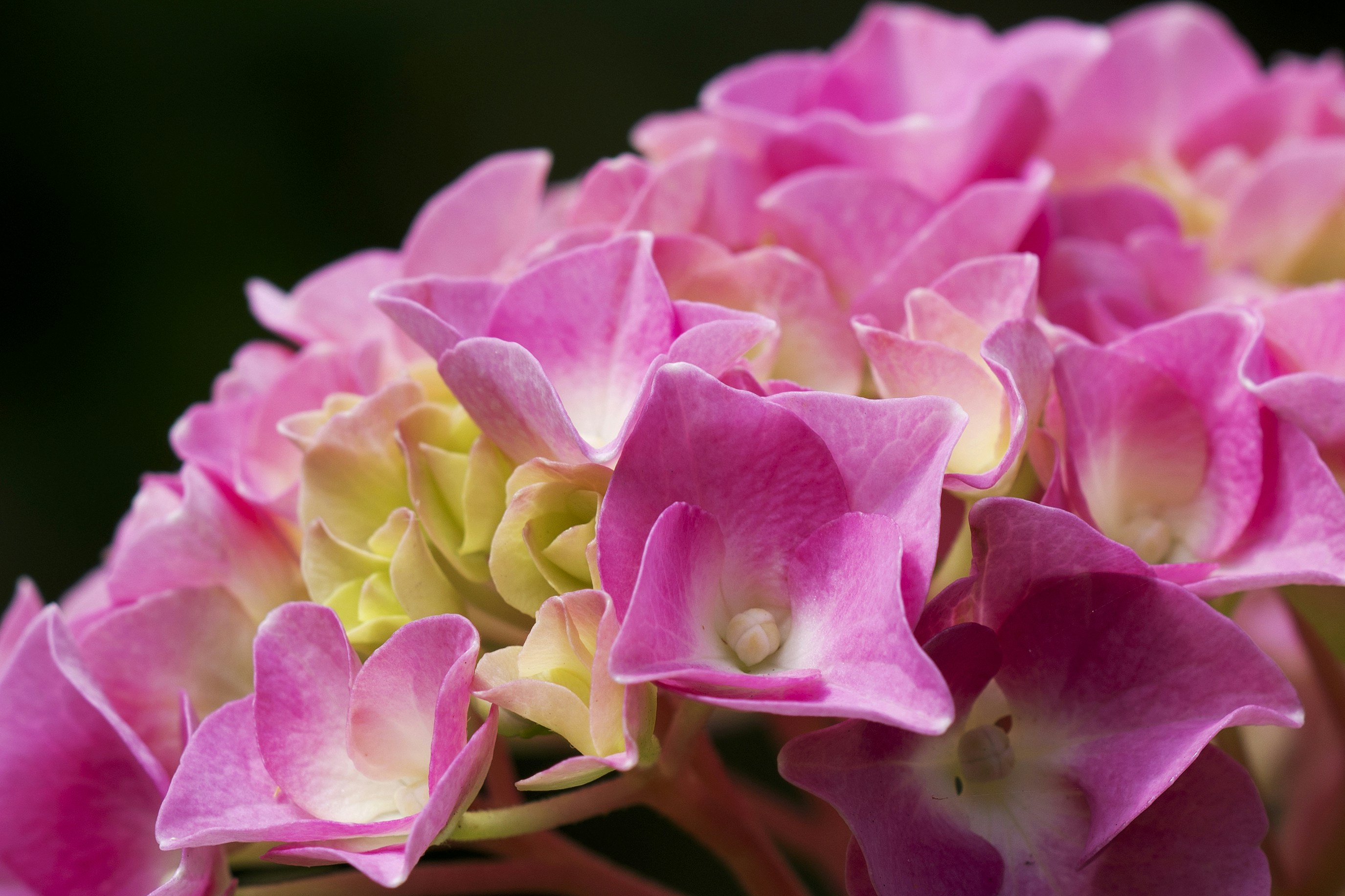 Petal Carousel: Close-Up of Hydrangea Bloom in Soft Pink