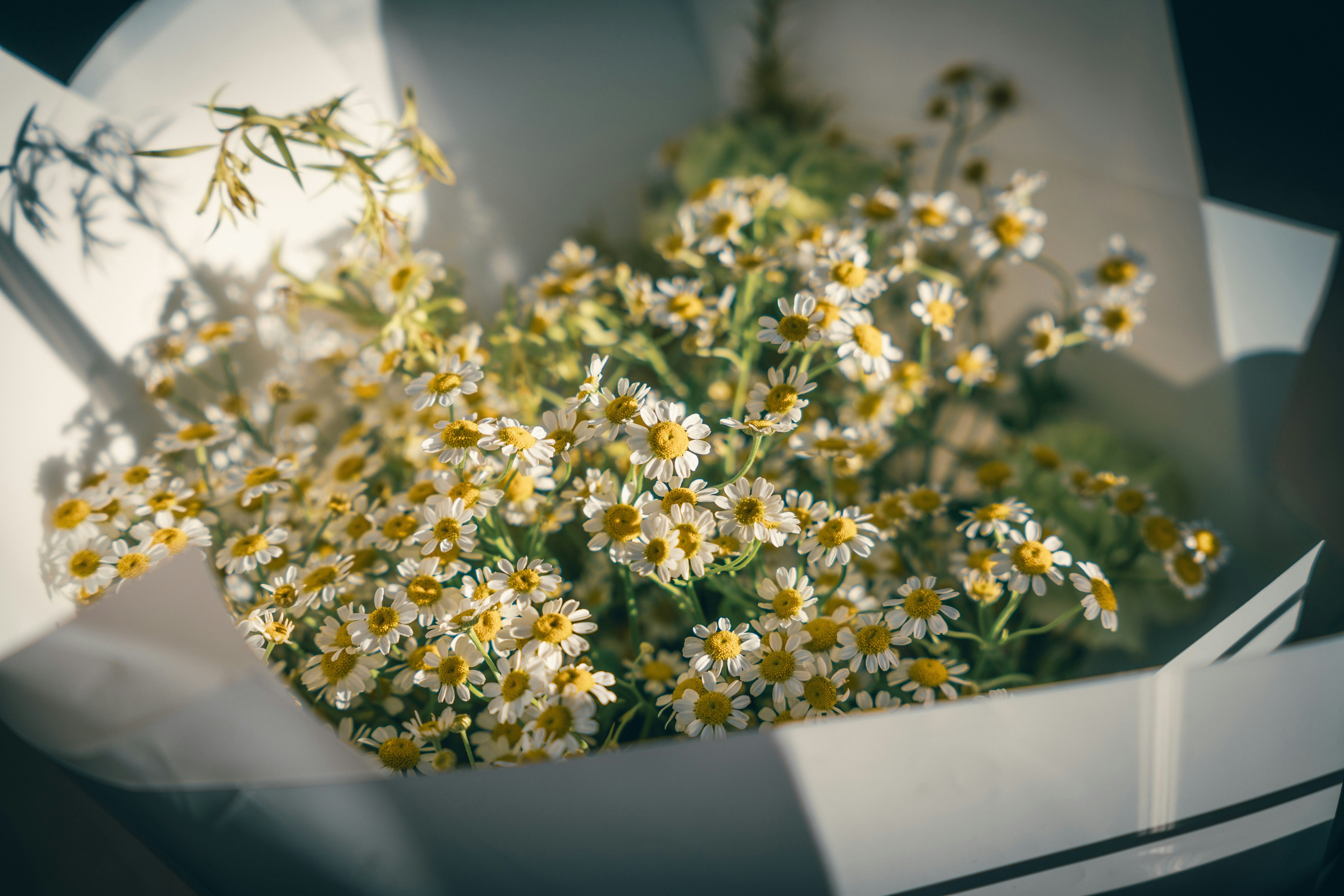 Bouquet in Bloom: Sunlit Chamomile Cascade in White Wrapping