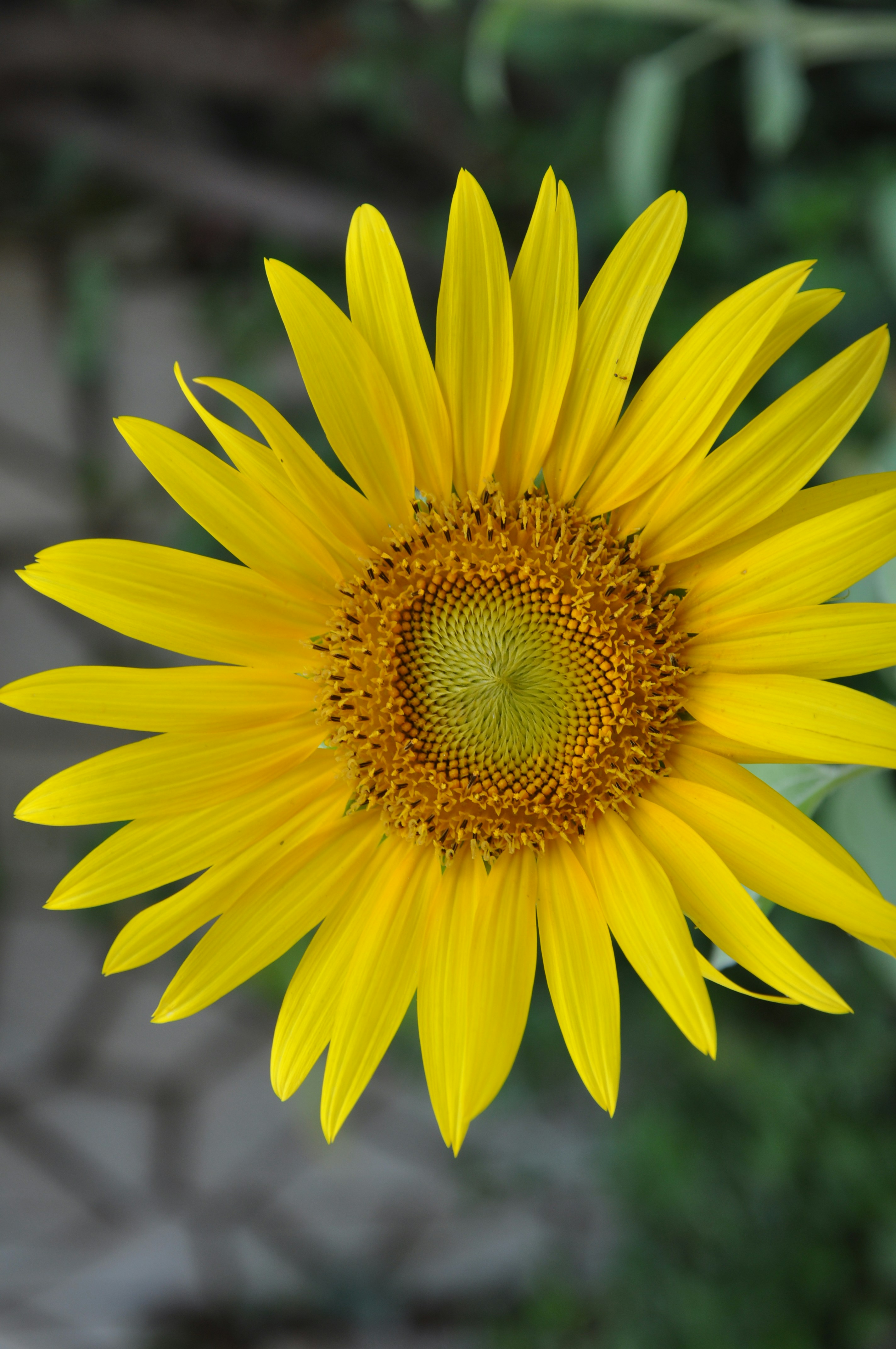 Sunburst Bloom: A Radiant Yellow Daisy at Center Stage