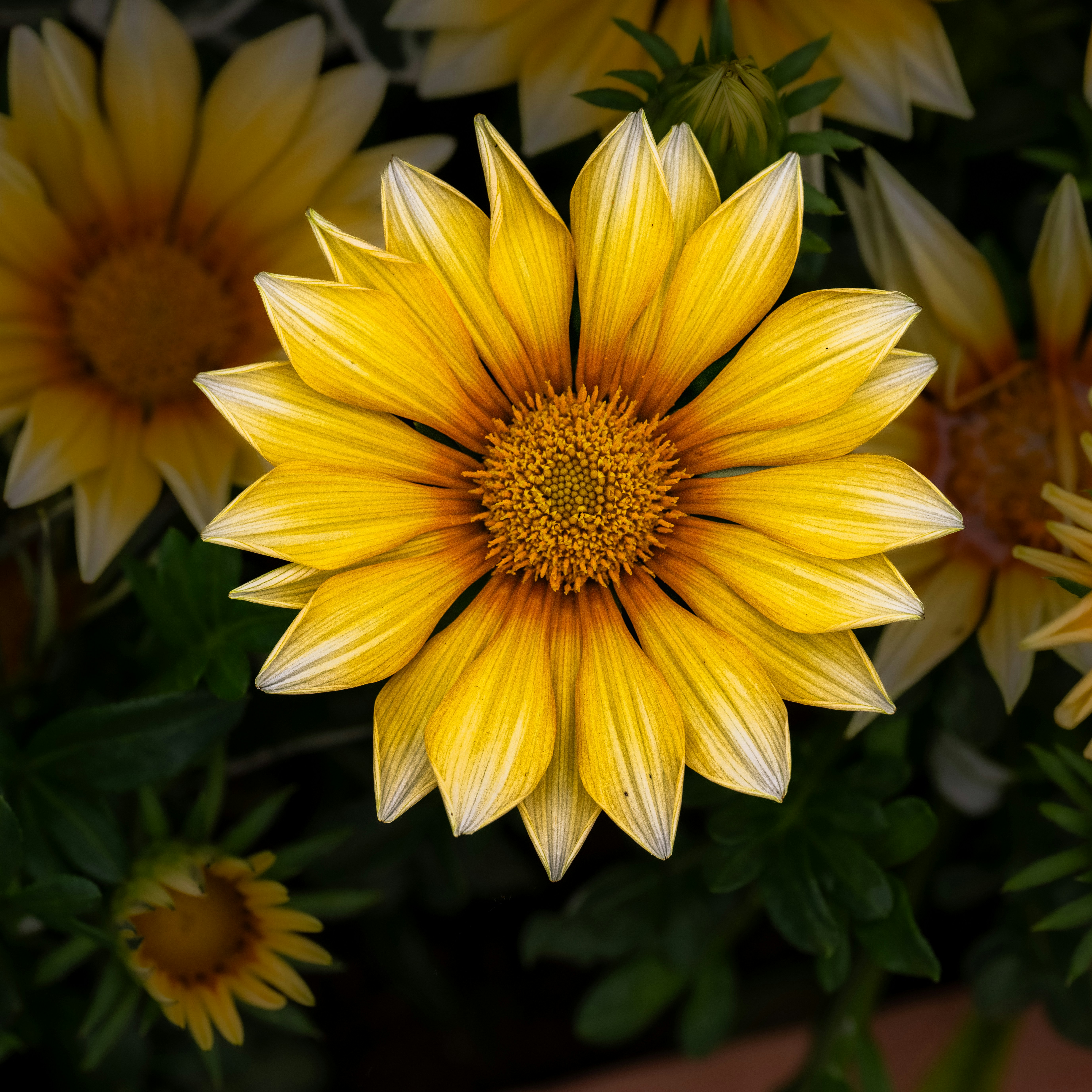 Radiant Center: A Sunlit Daisy Crown in Deep Green