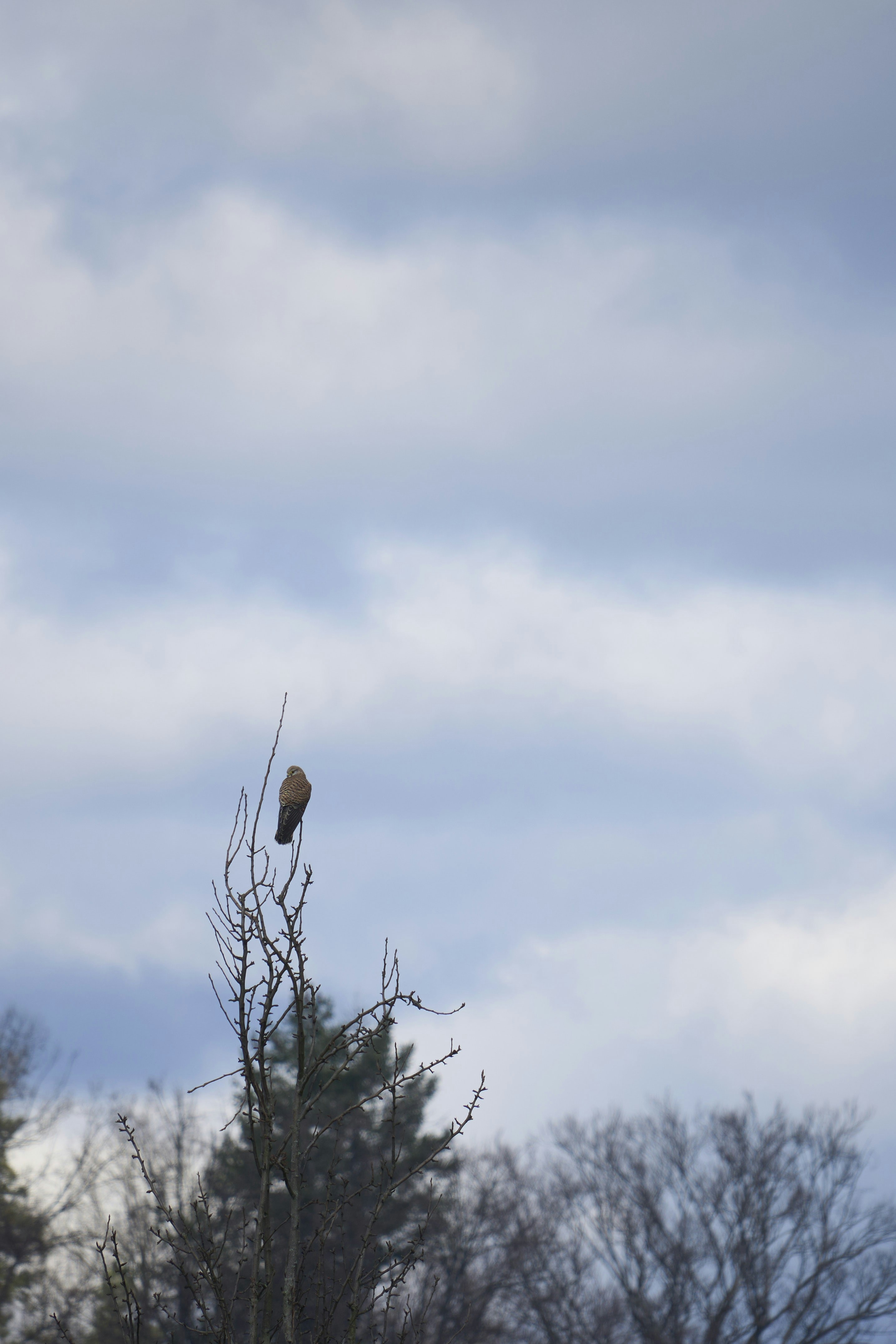 Bird on a bare tree branch against a cloudy sky.