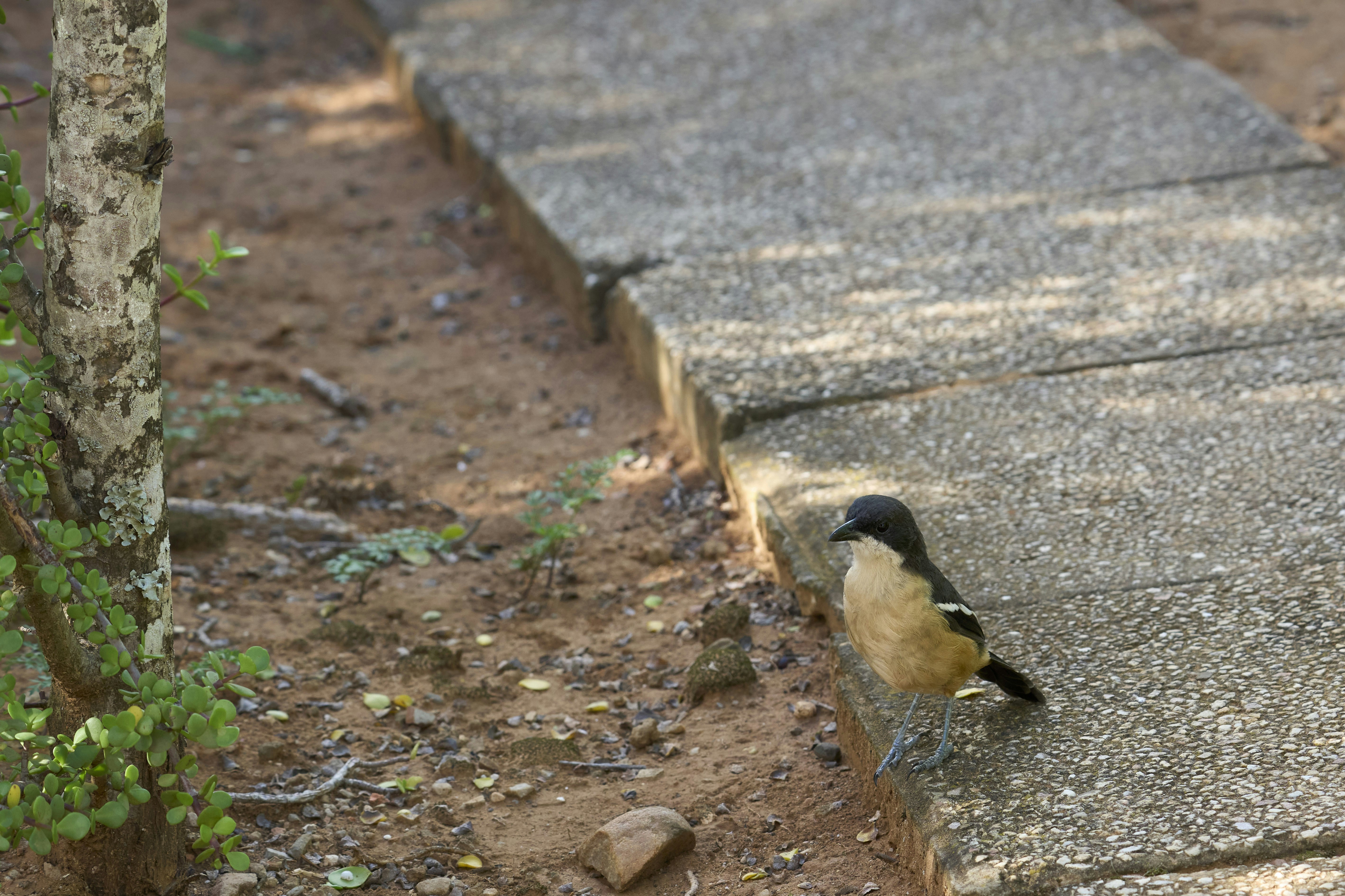 Ground-edge Scout: A Small Bird on the Path
