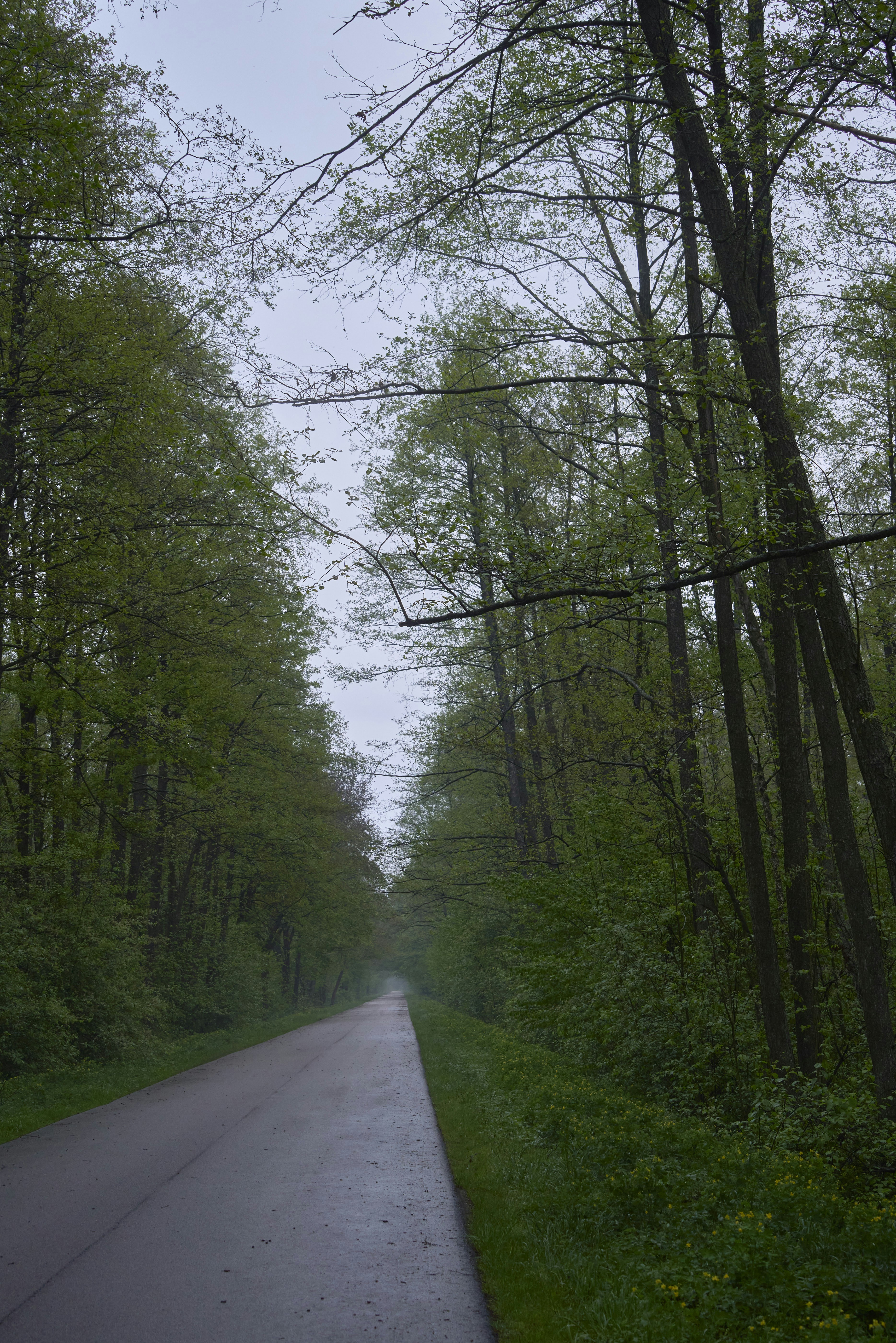 Towards the Quiet End of the Forest Road