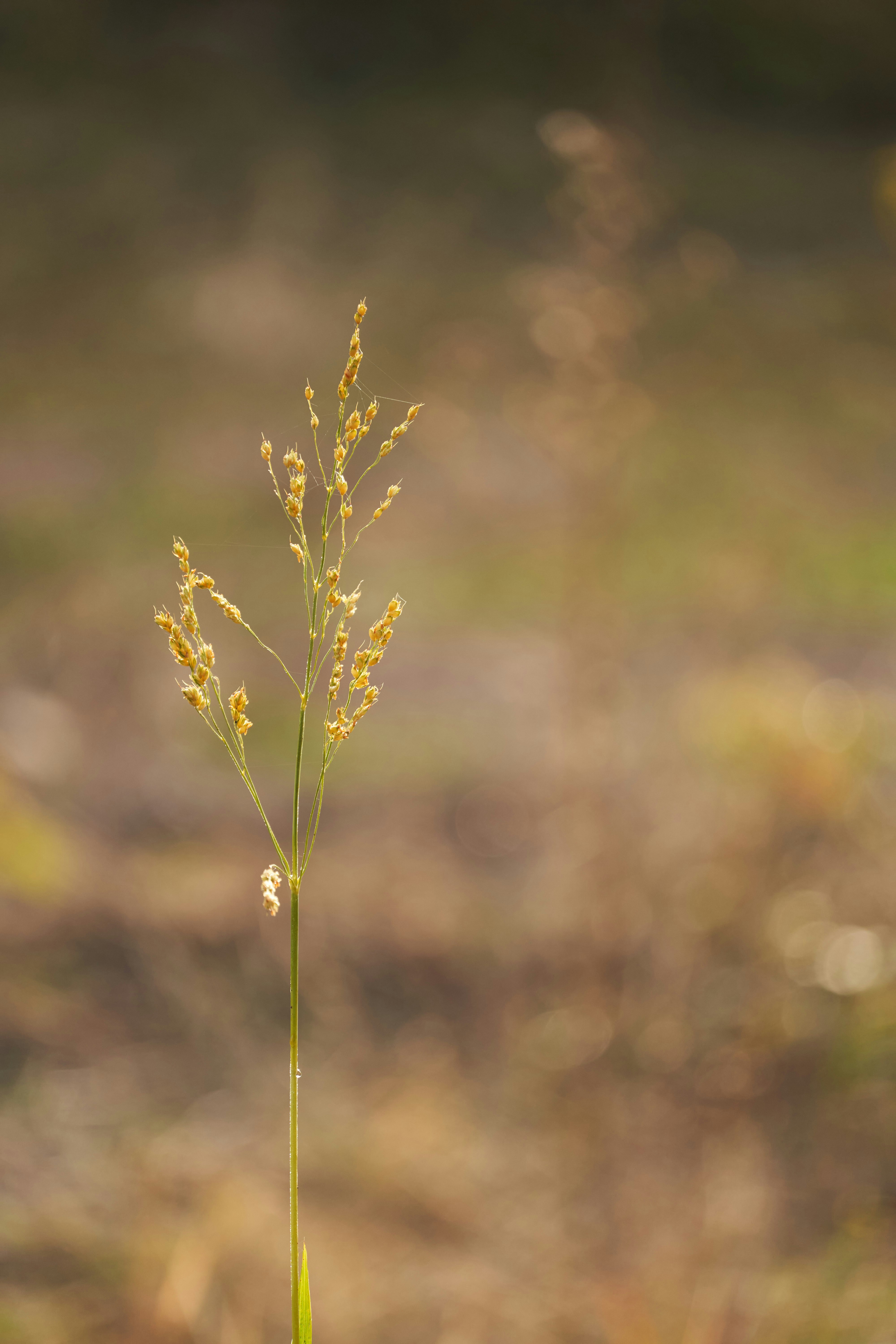 Solitary Grass Spike Reaching for Summer Light