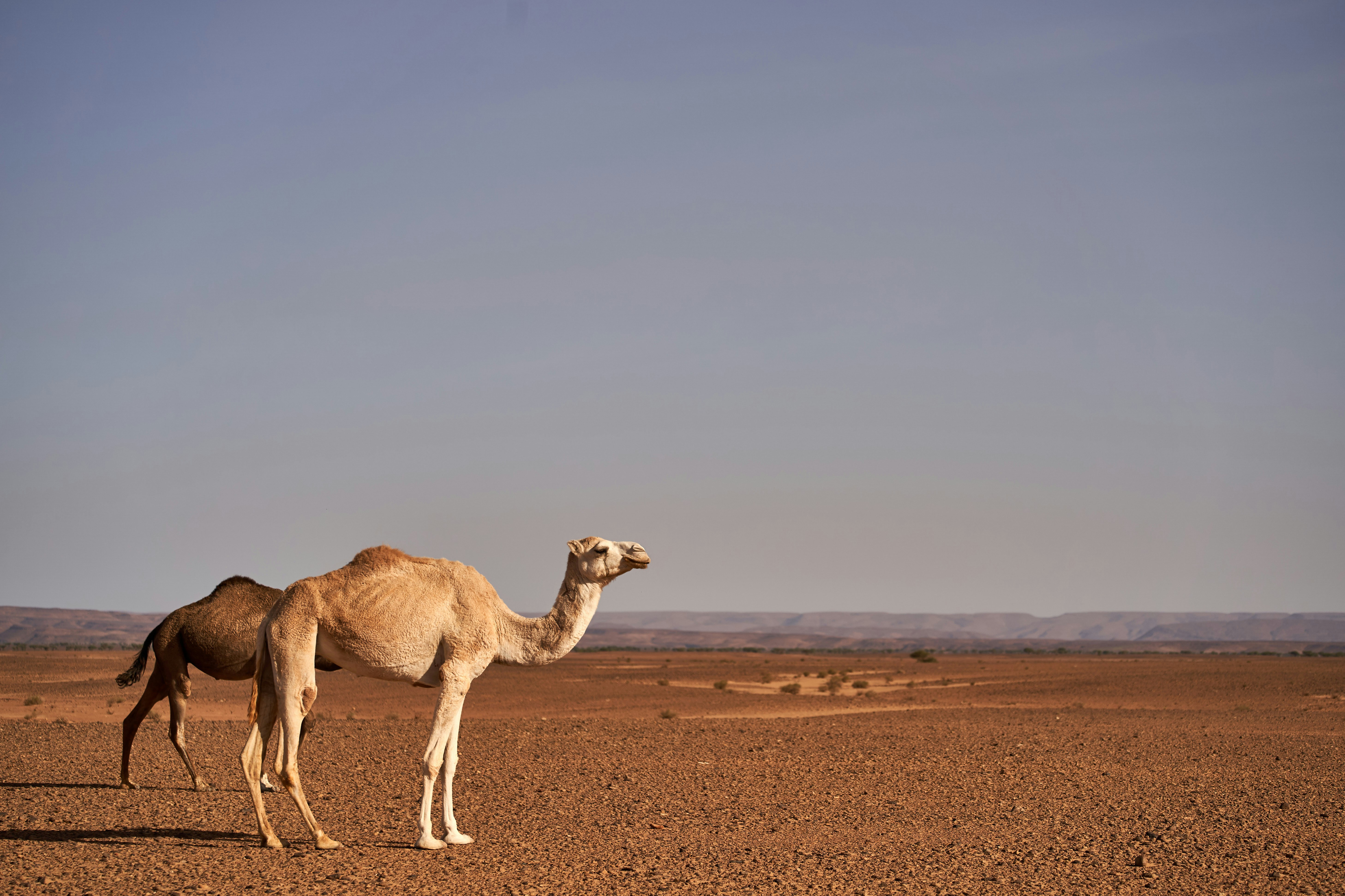 Desert Stance: Two Camels on a Distant Dune Horizon