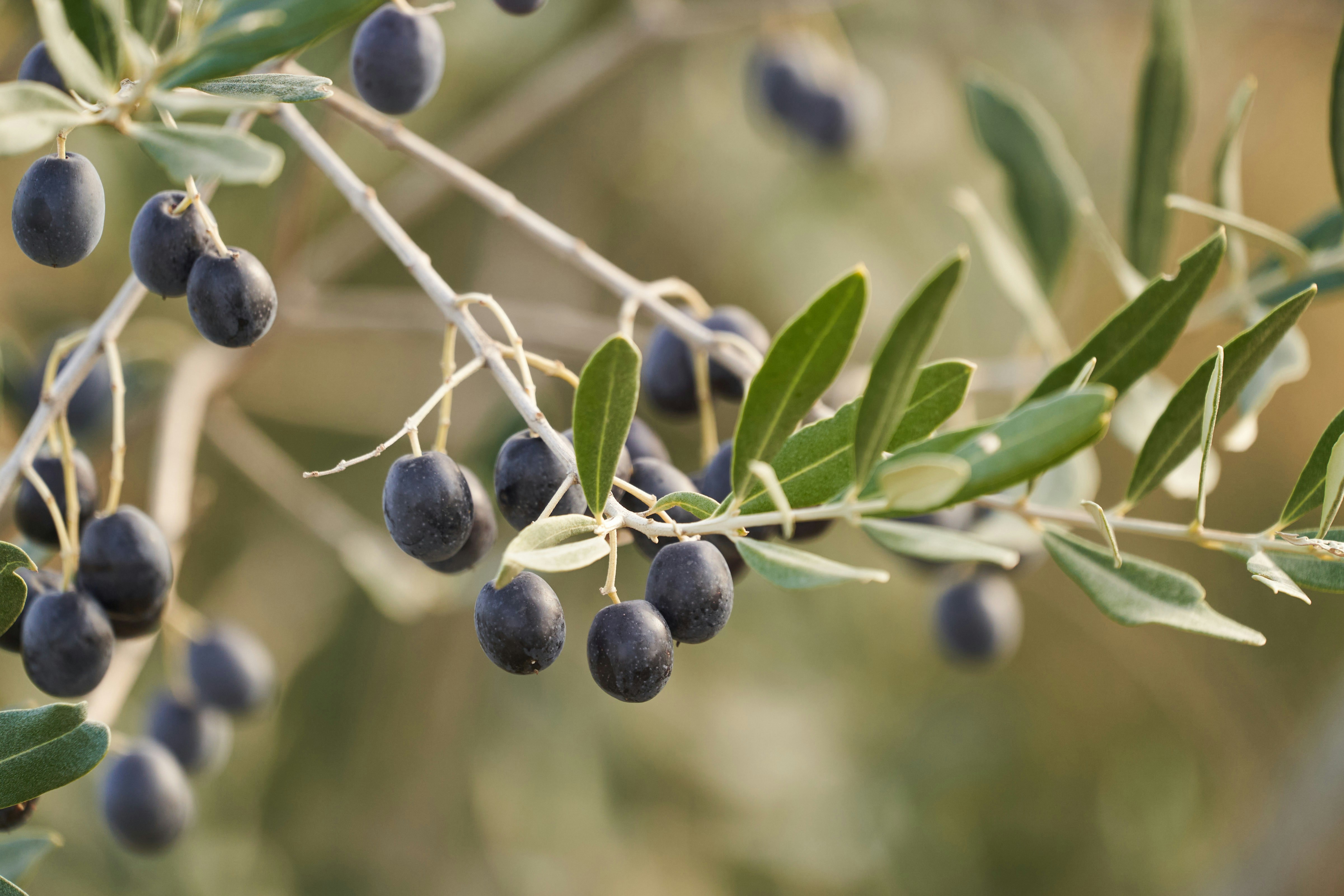 Olive Branches in Soft Focus: A Quiet Harvest of Dark Berries