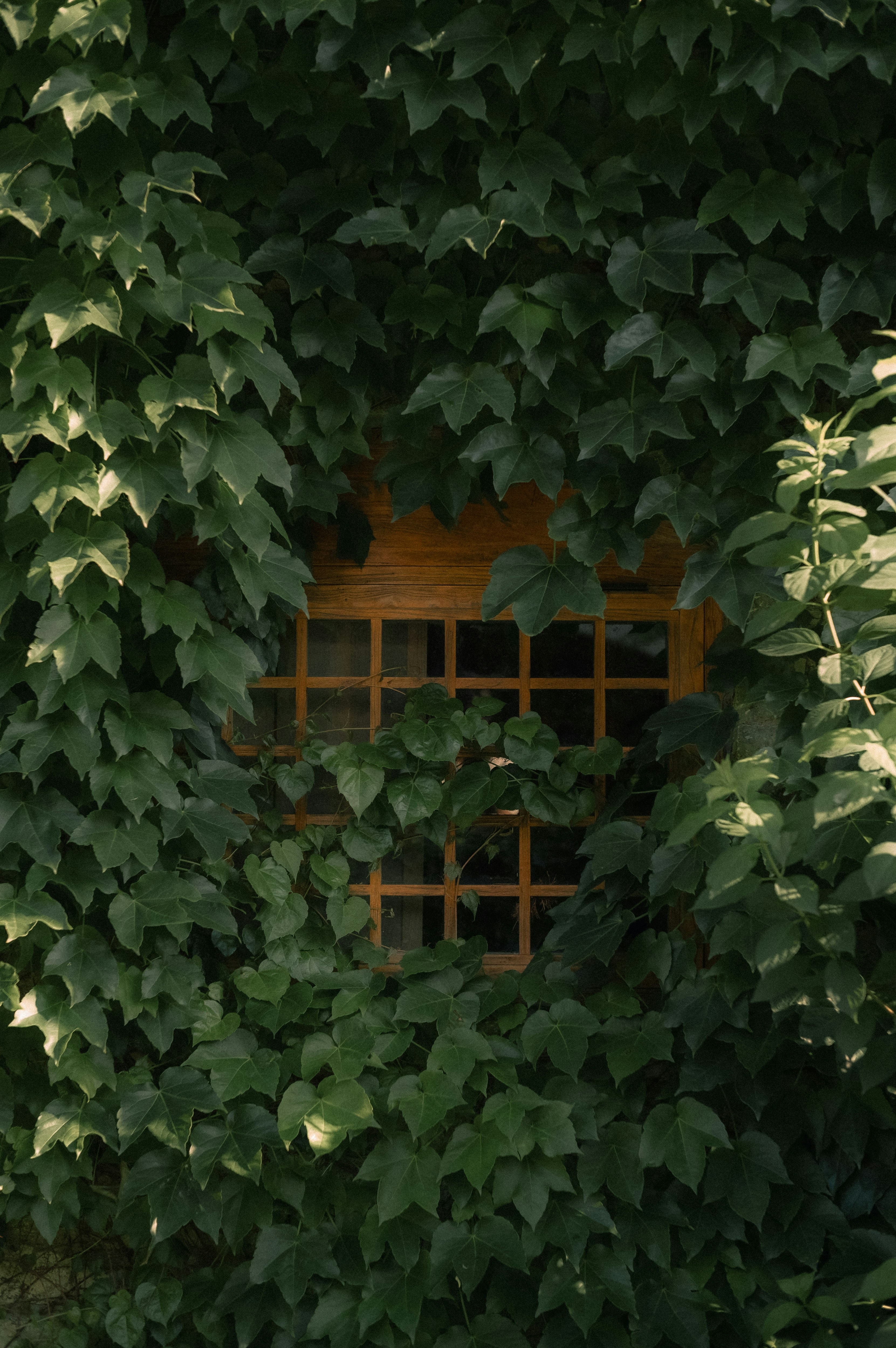A Window Hidden in Green