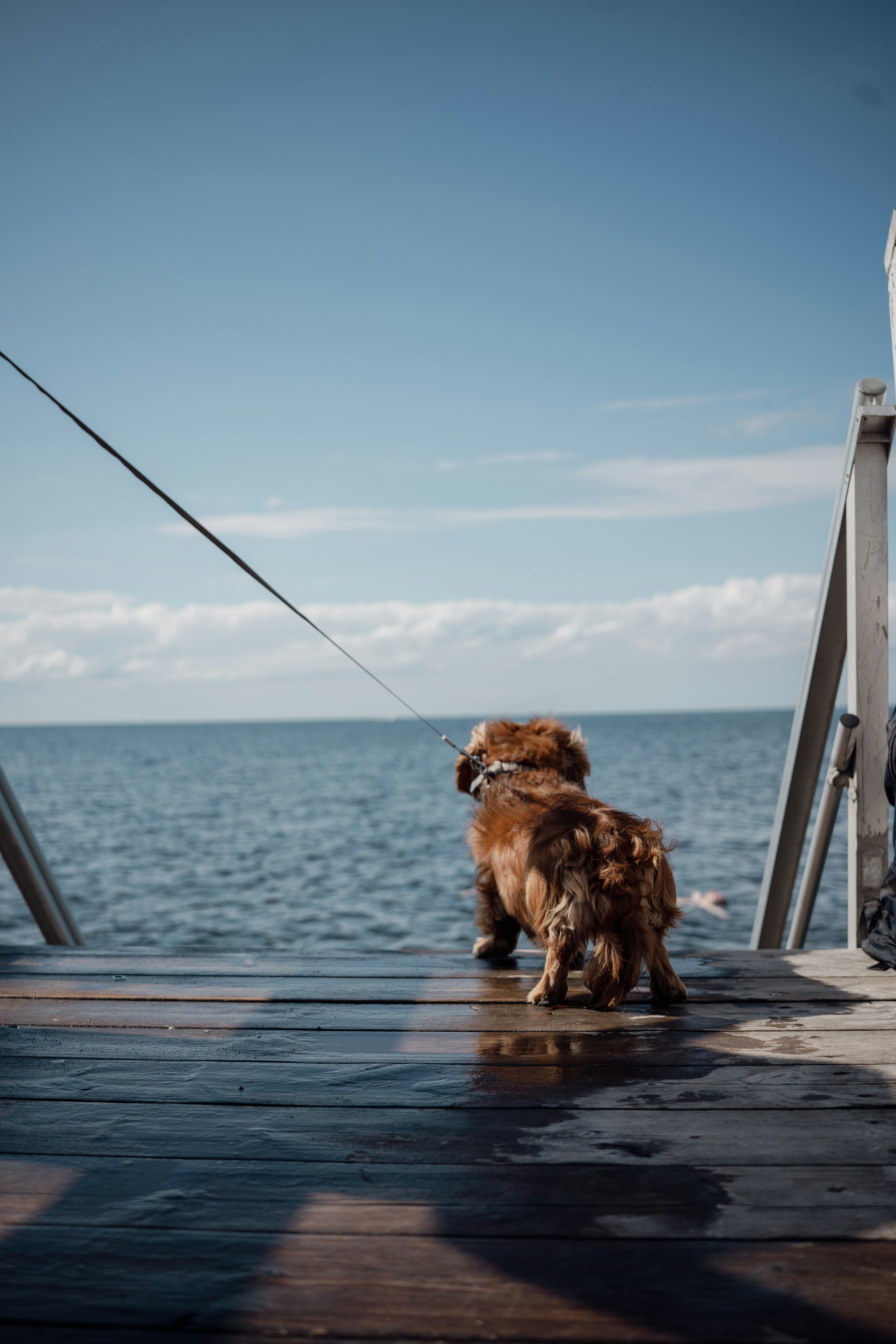 Lone Paws on a Seaside Dock