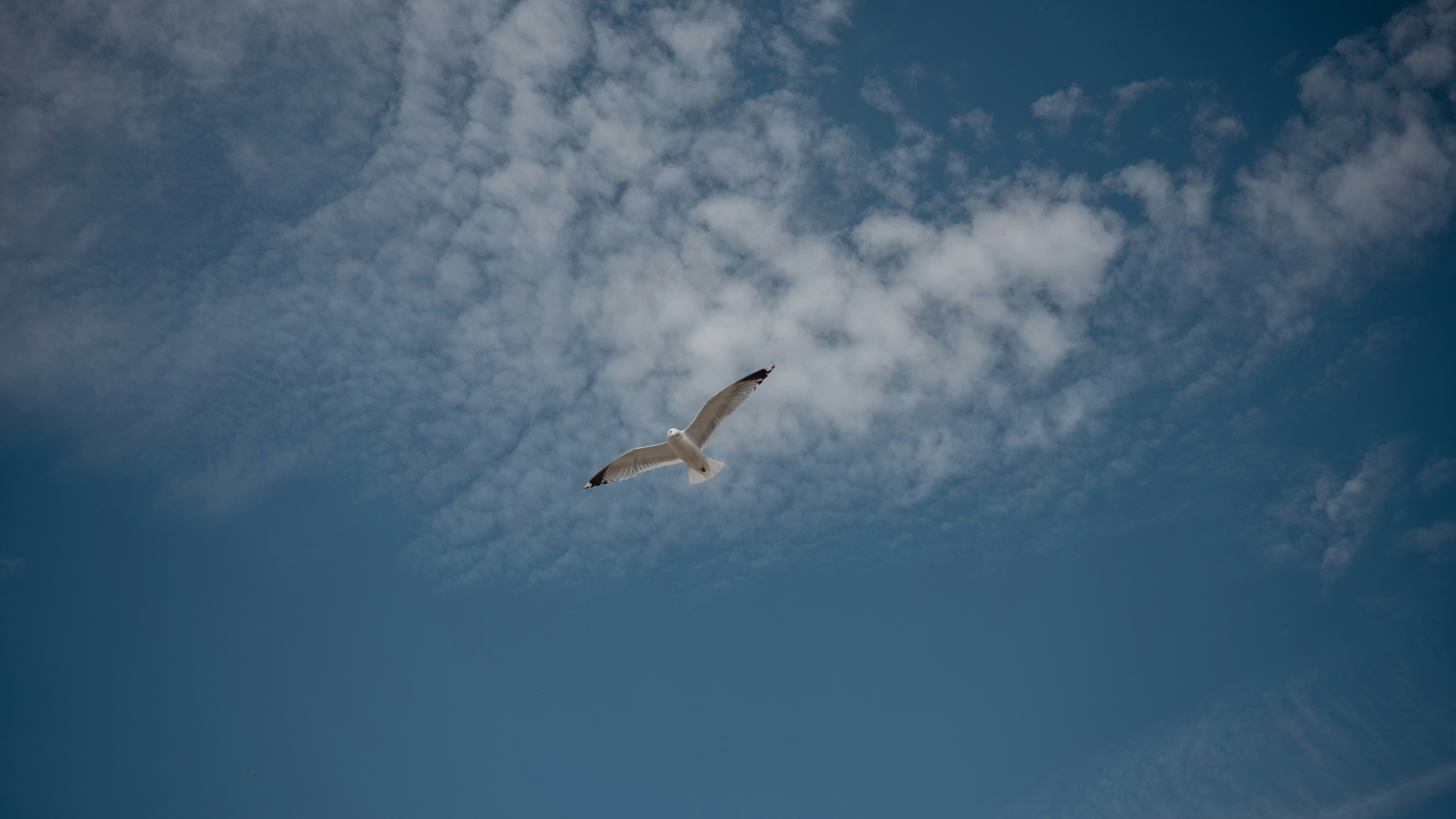 Winged Silhouette: A Seagull Skimming the Open Sky