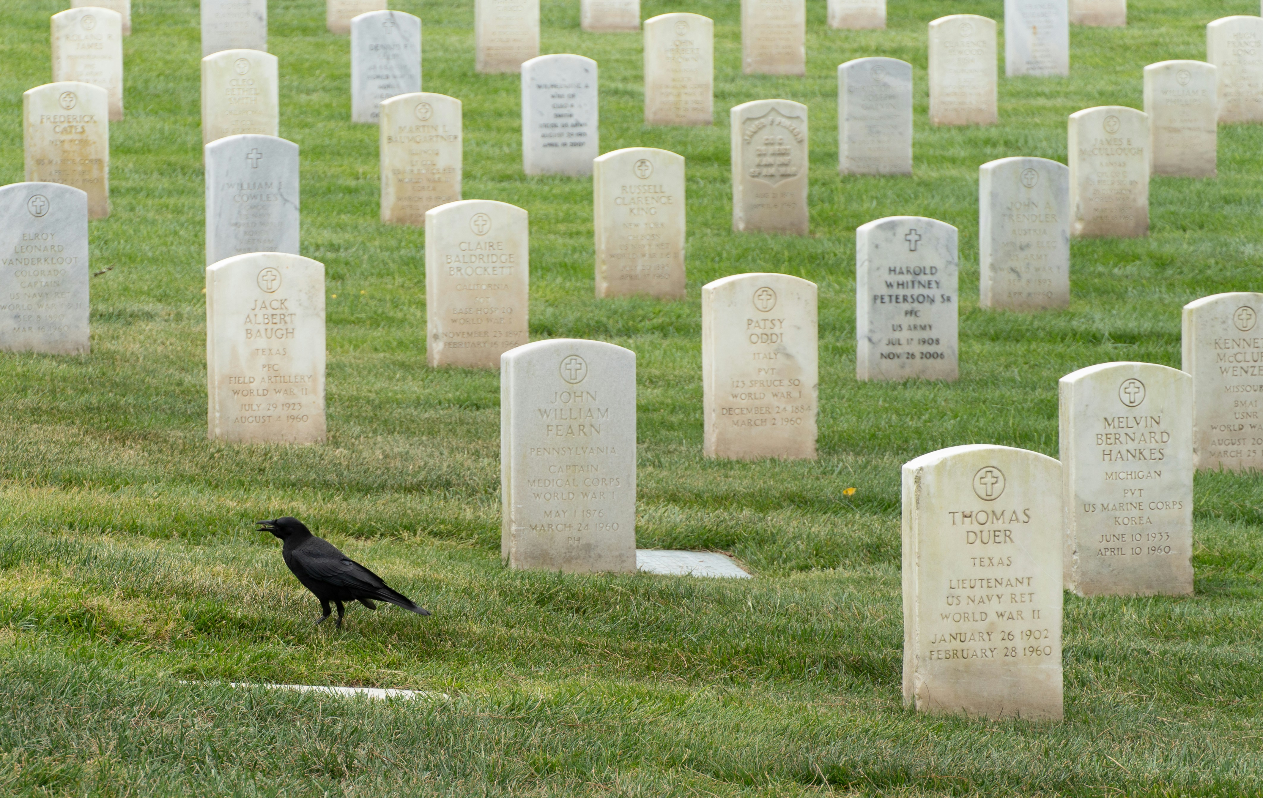A lone crow among orderly headstones in a sunlit cemetery