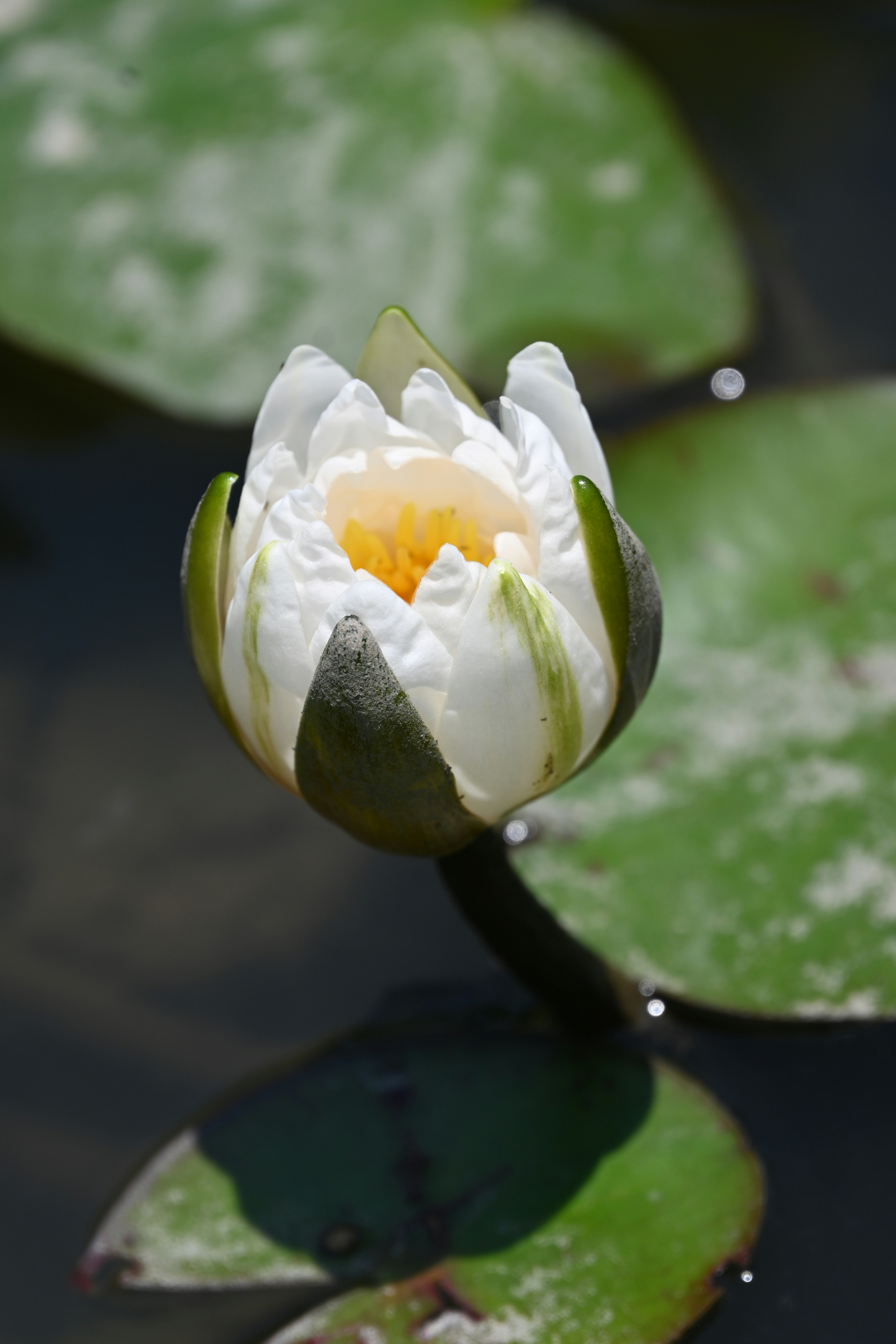 White Water Lily Bud Emerges: A Quiet Moment Above Dark Pool