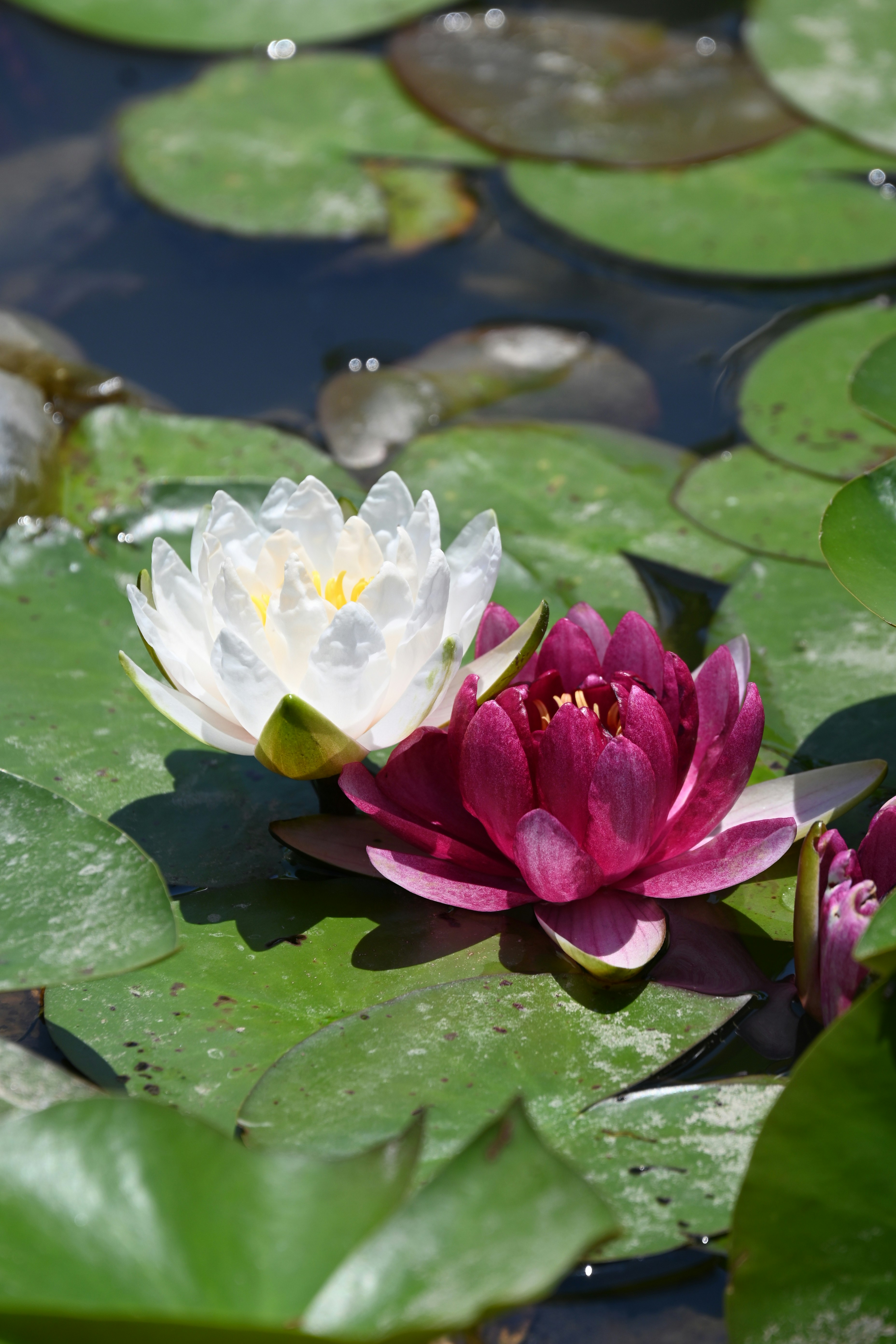 Beautiful white and magenta water lilies on green lily pads.