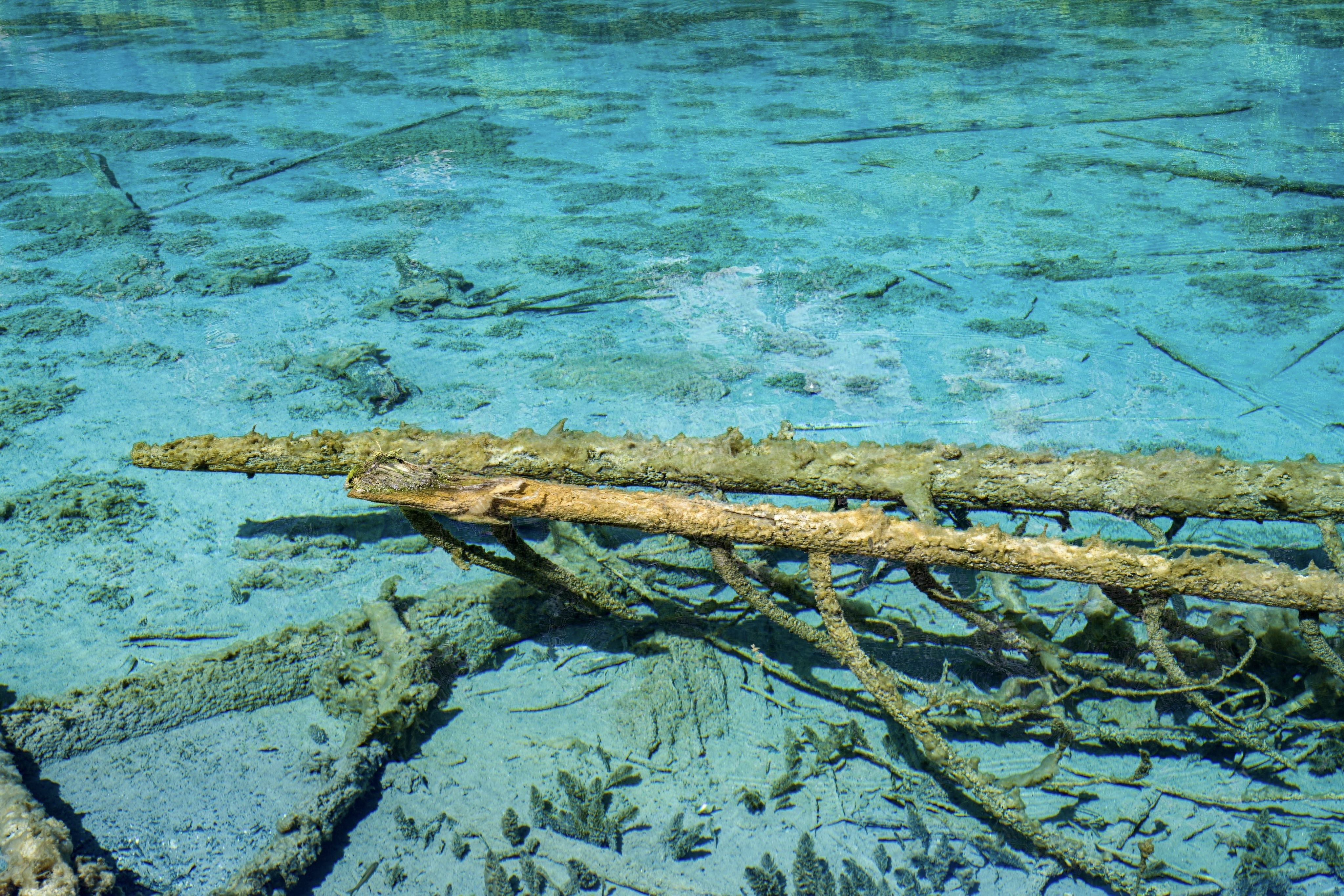 Sunken Branches in Crystal Blue Shallows