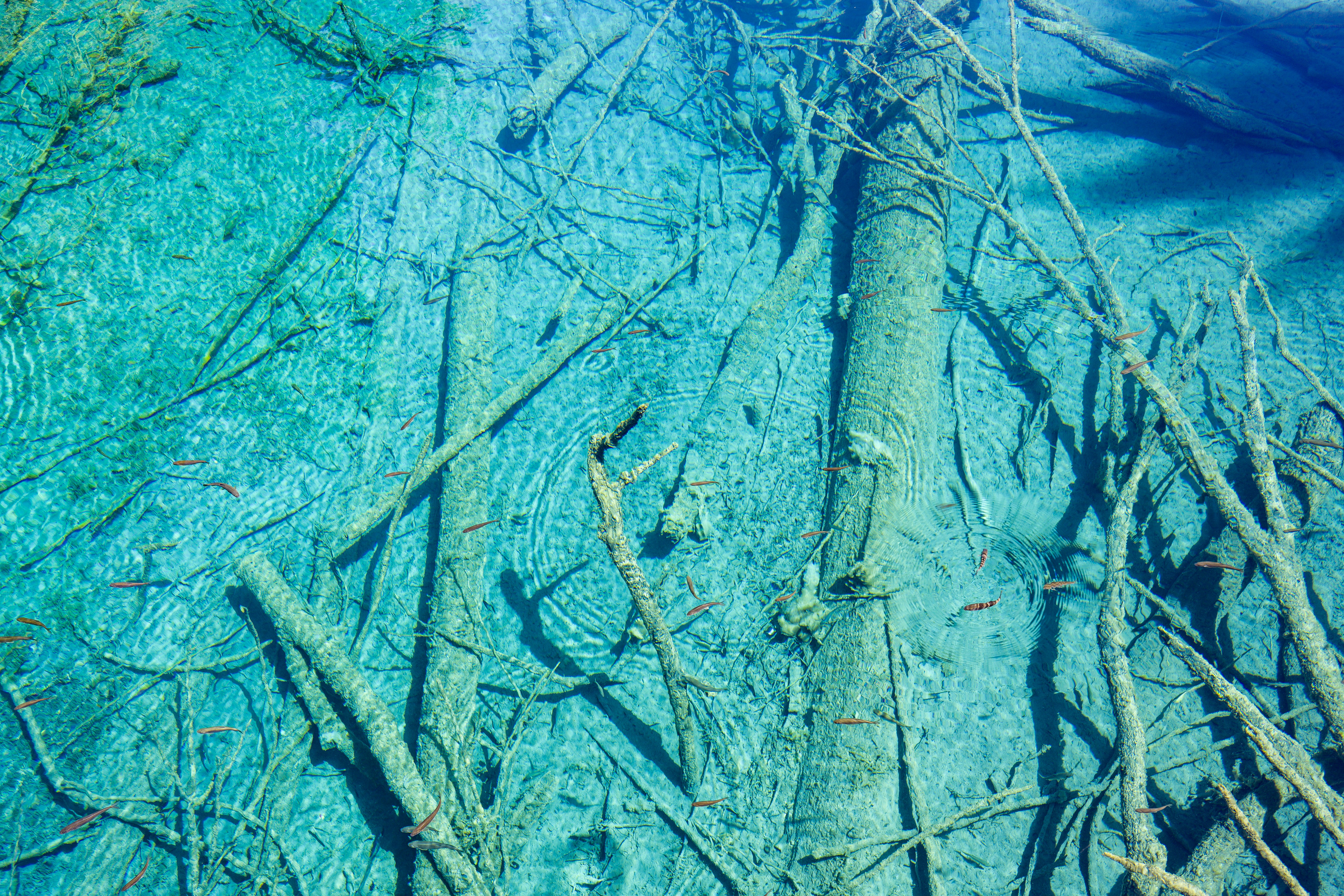 Sunken Branches in Turquoise Depths