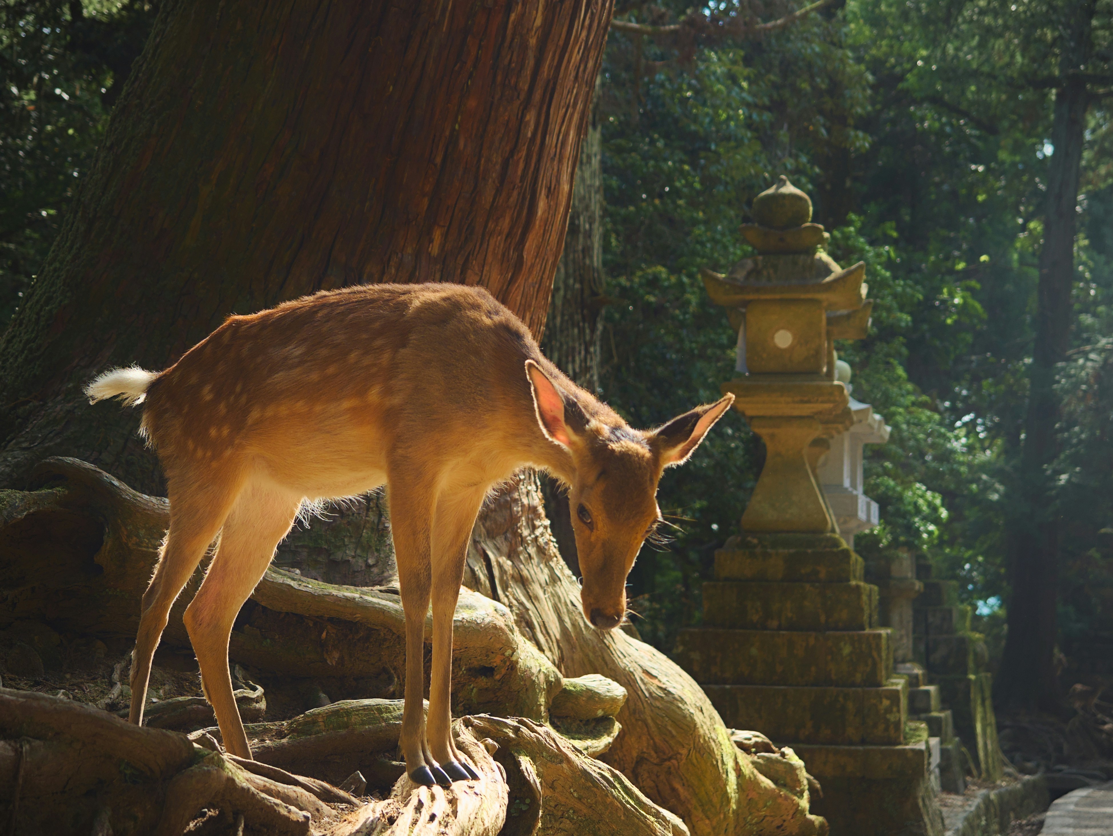Dappled Stare: A Deer Pauses by the Stone Shrine