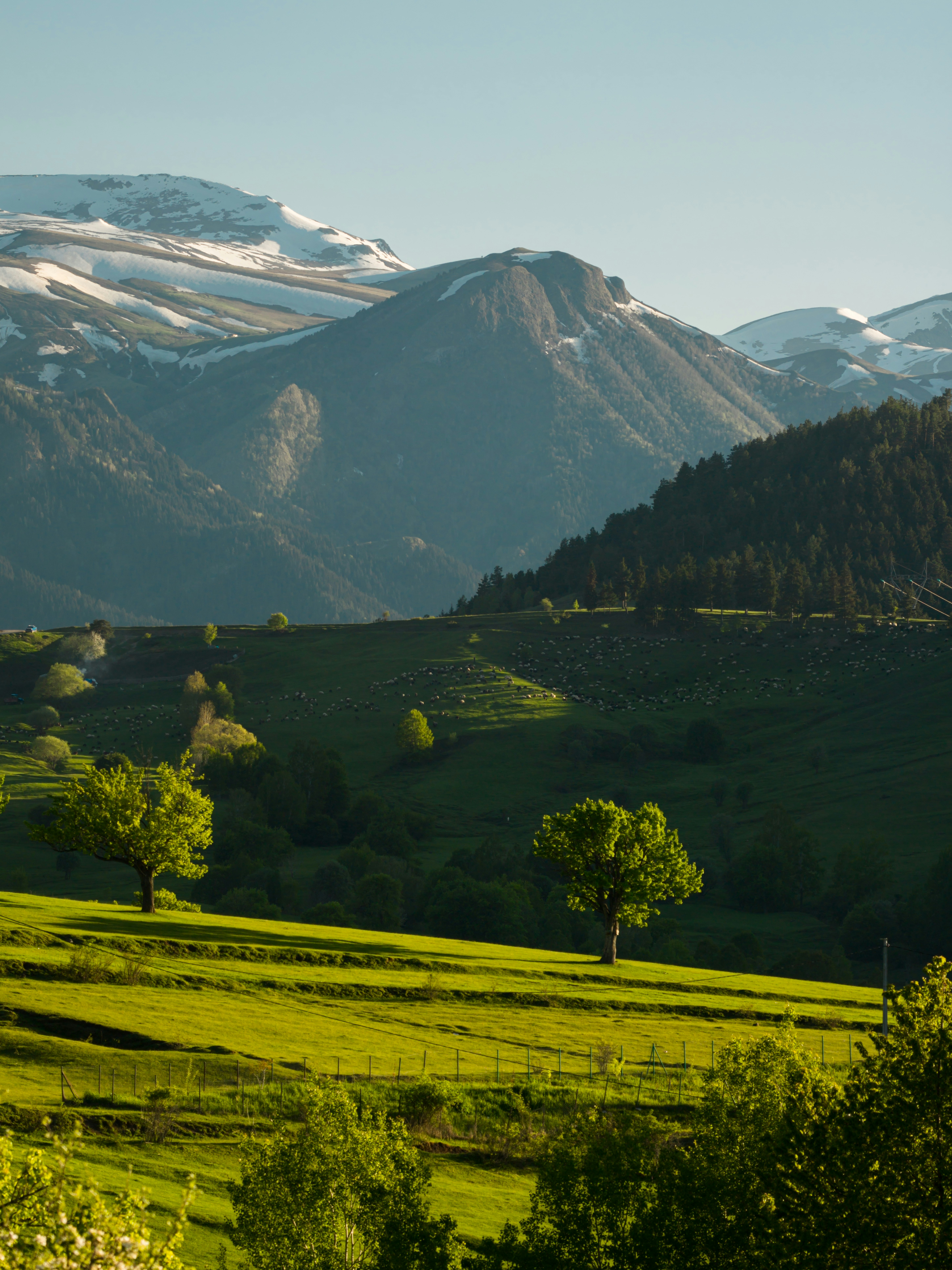 Sunlit green valley with trees and majestic snow-covered mountains.