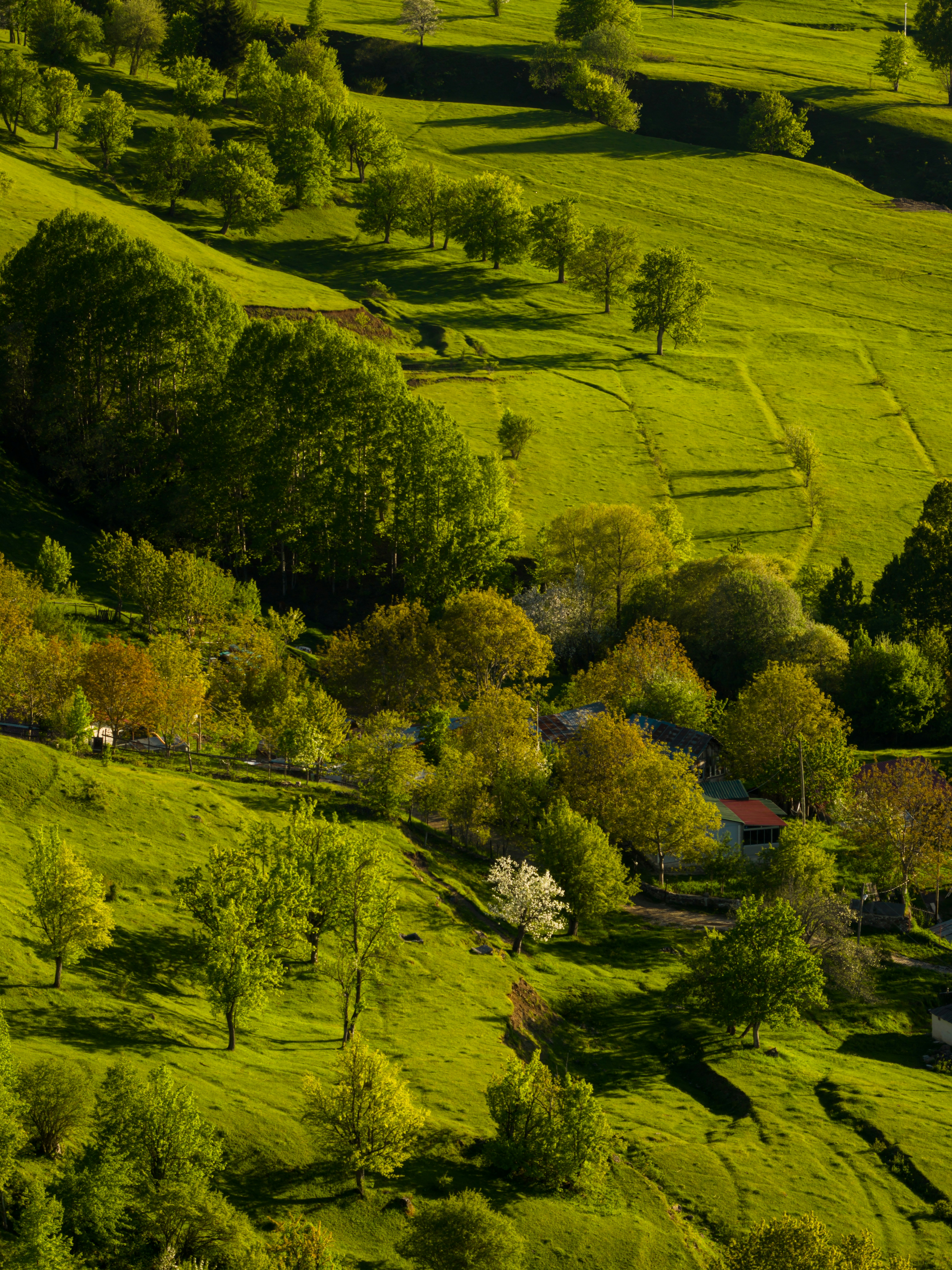 Lush green hills dotted with trees and small houses.