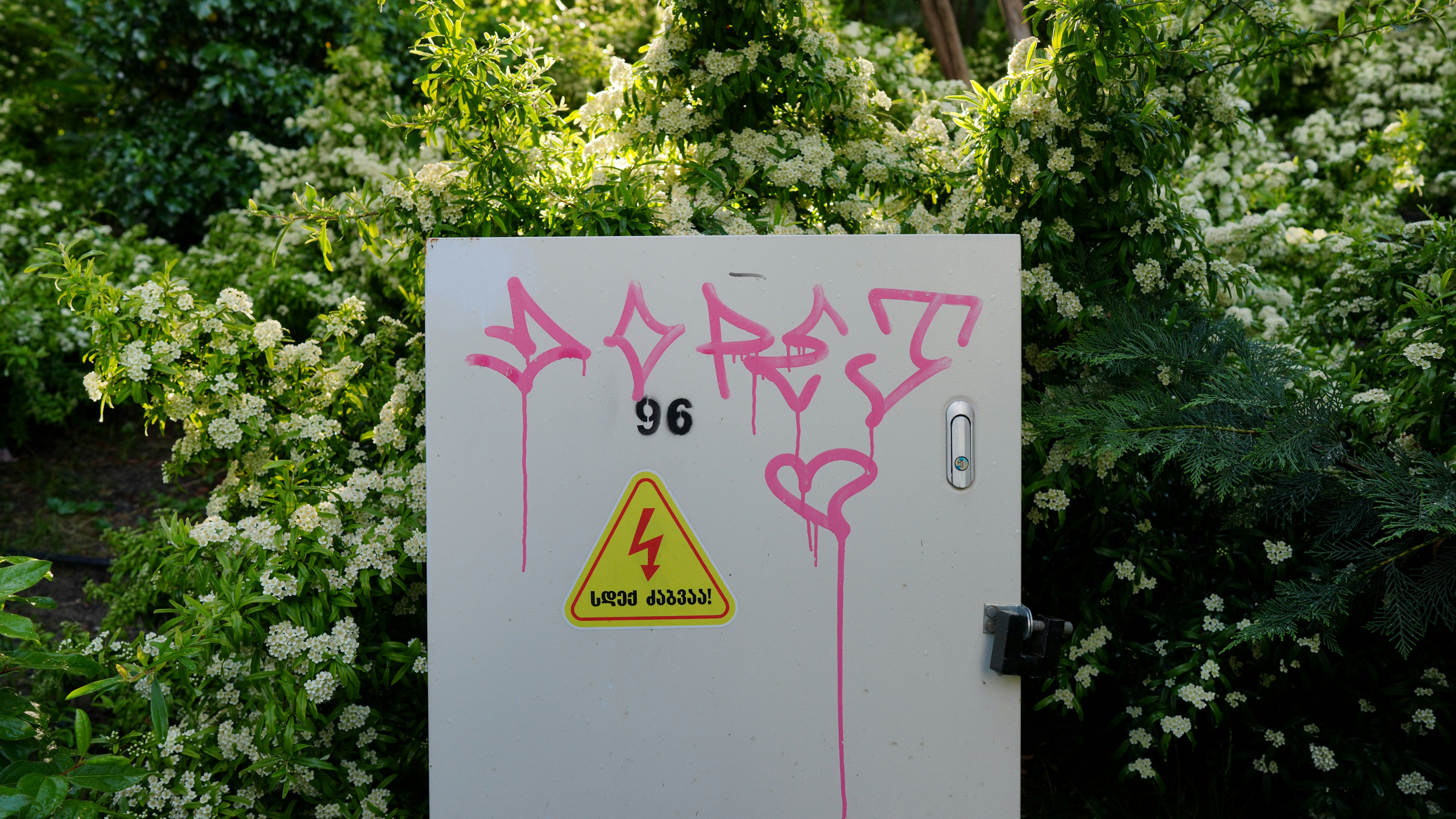 Pink Graffiti and Electric Hazard Box Amid White Flowers