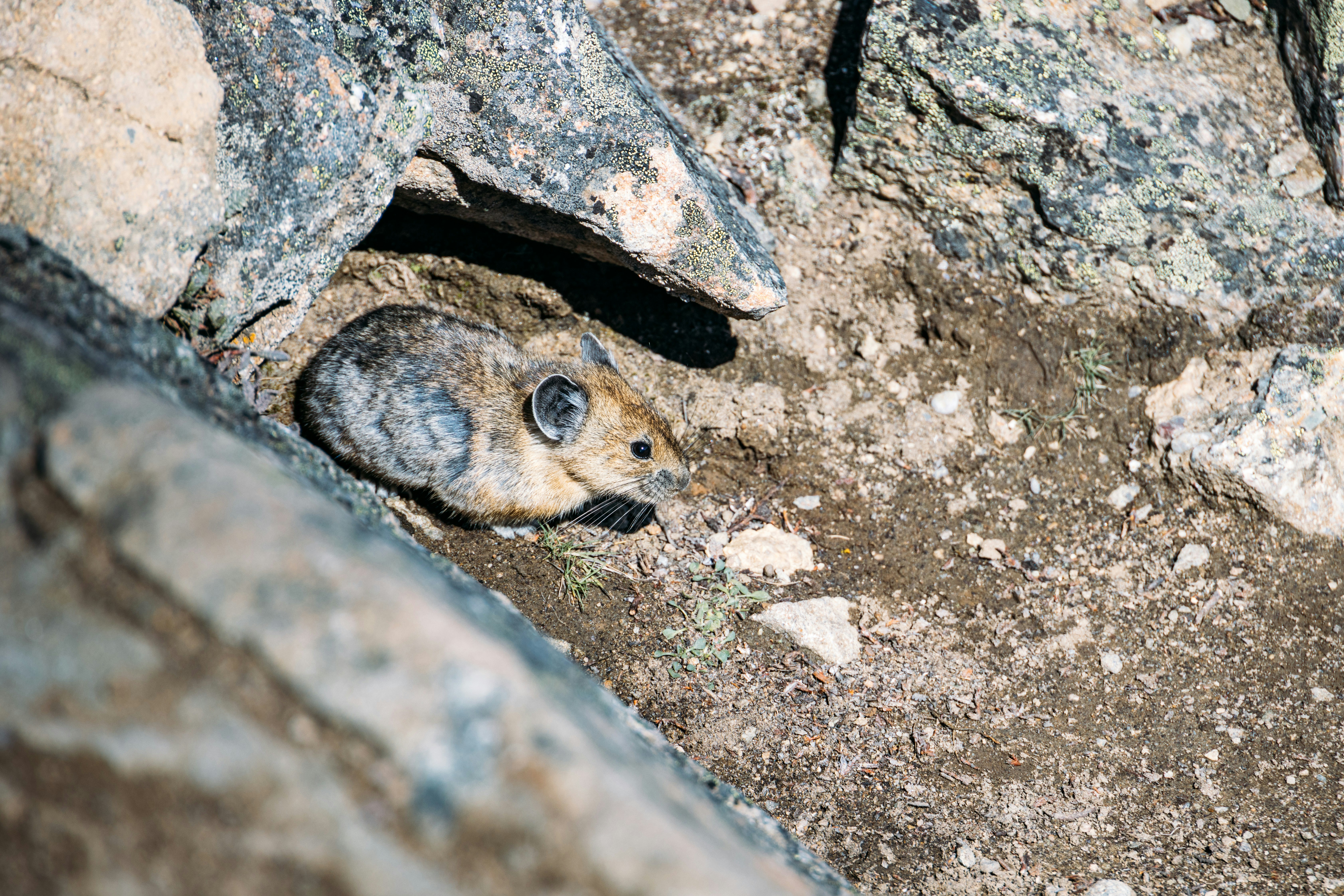 Rock Nook Hare: a desert-dusted rodent peeks from a crevice