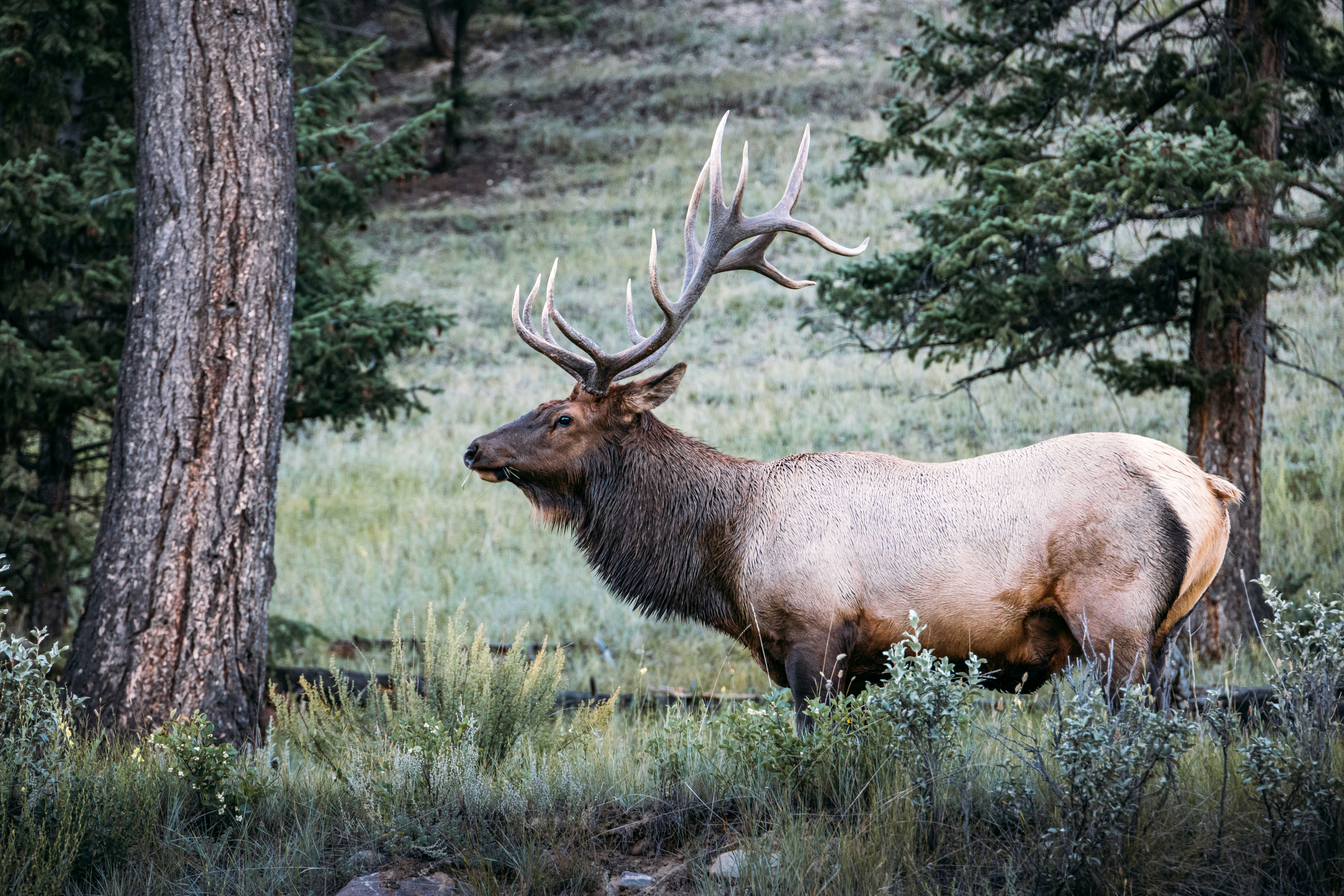 Majestic stag in dappled light among pines