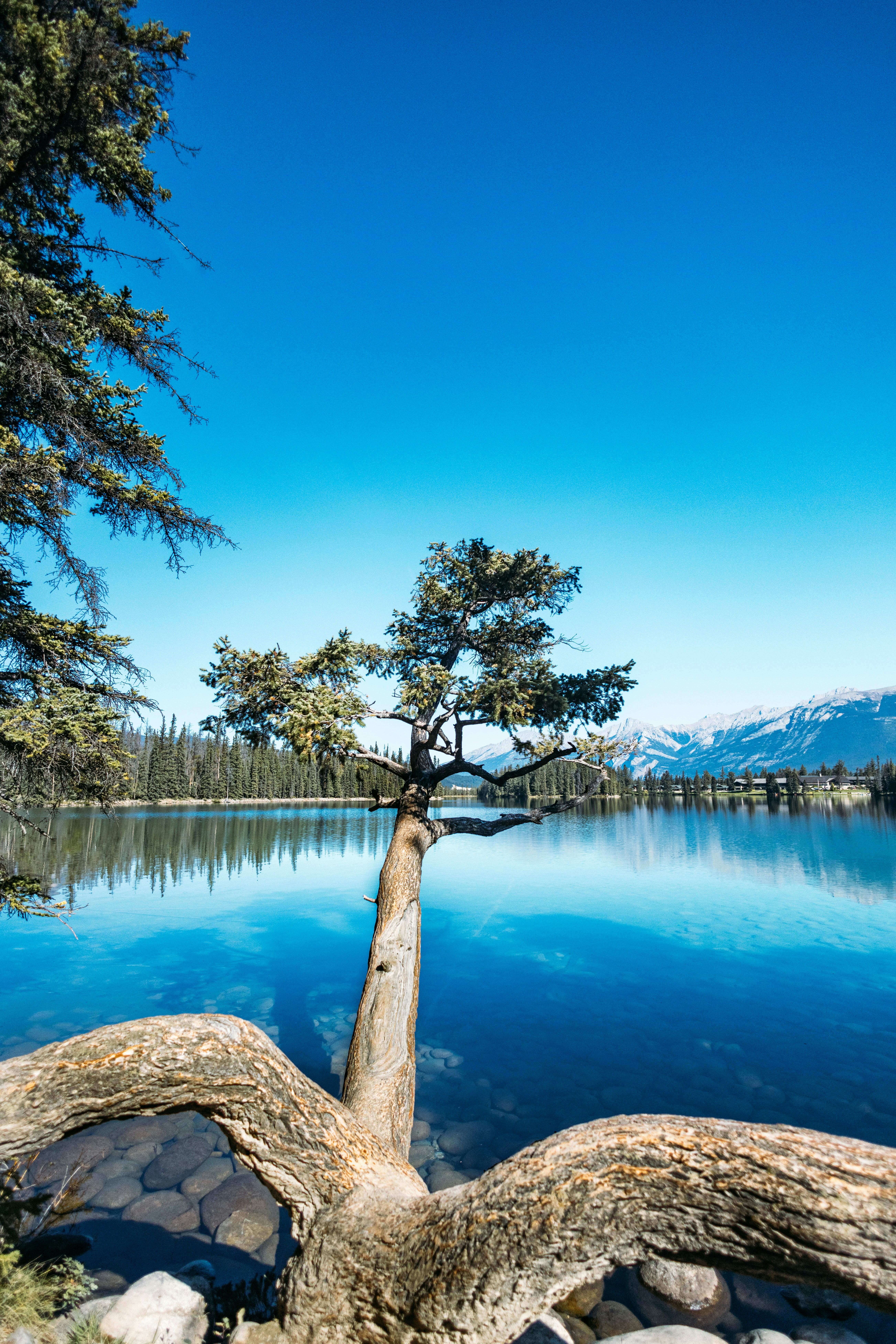 Bent Tree Reaching Toward a Velvet Sky over a Quiet Alpine Lake