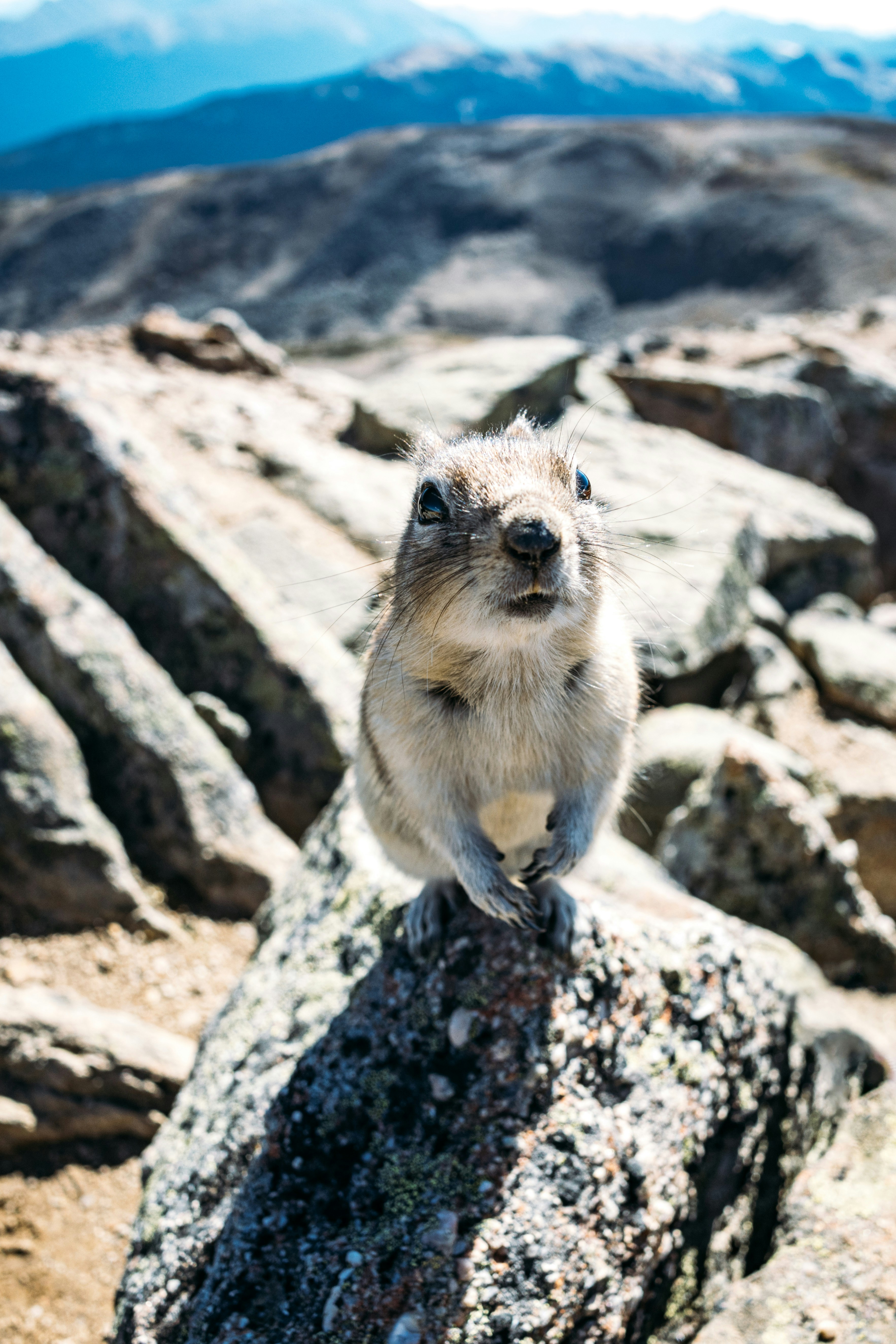High-Altitude Scout: A Curious Alpine Ground Squirrel Stares Down the Lens