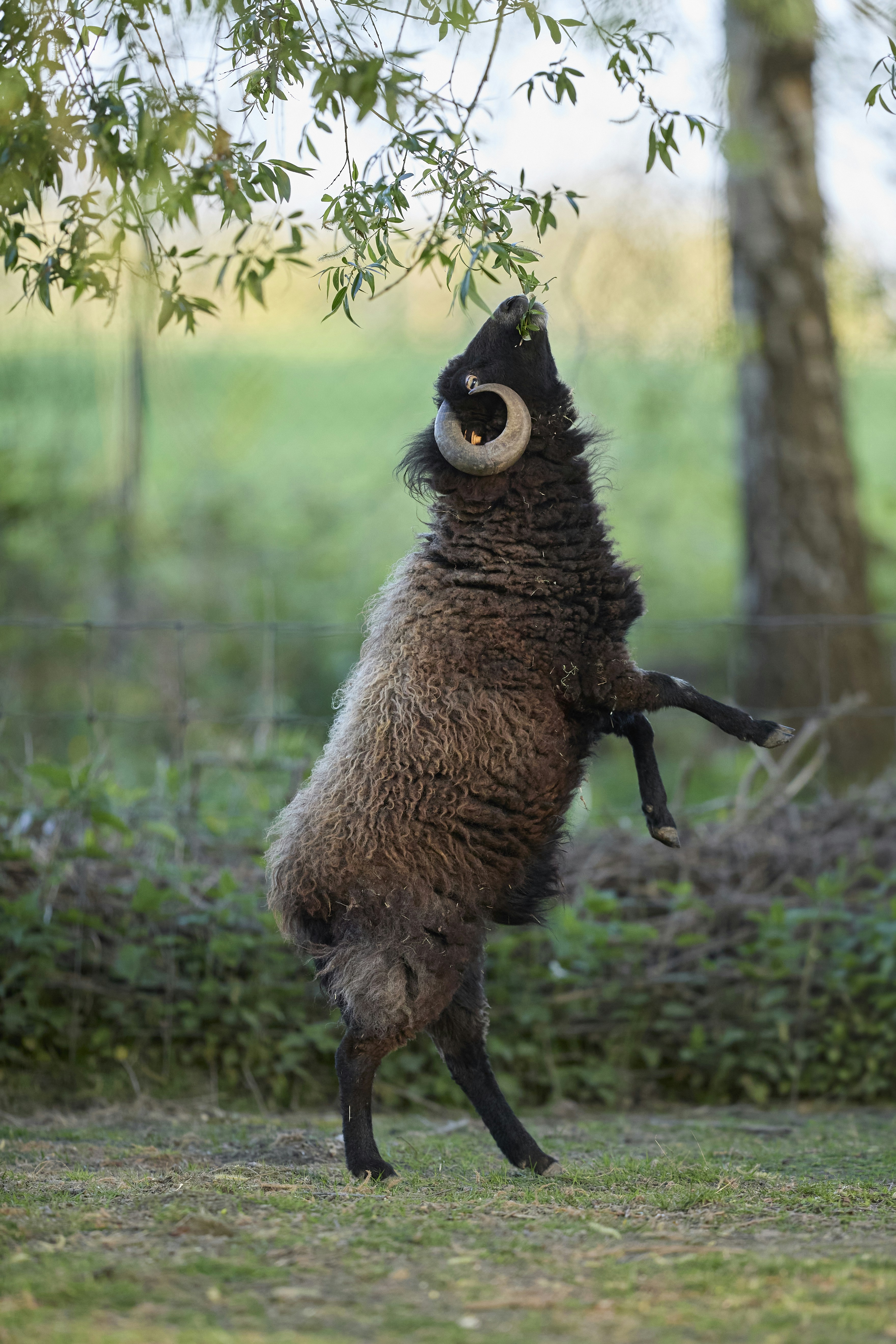 Sable Stag on its hind legs under a leafy canopy