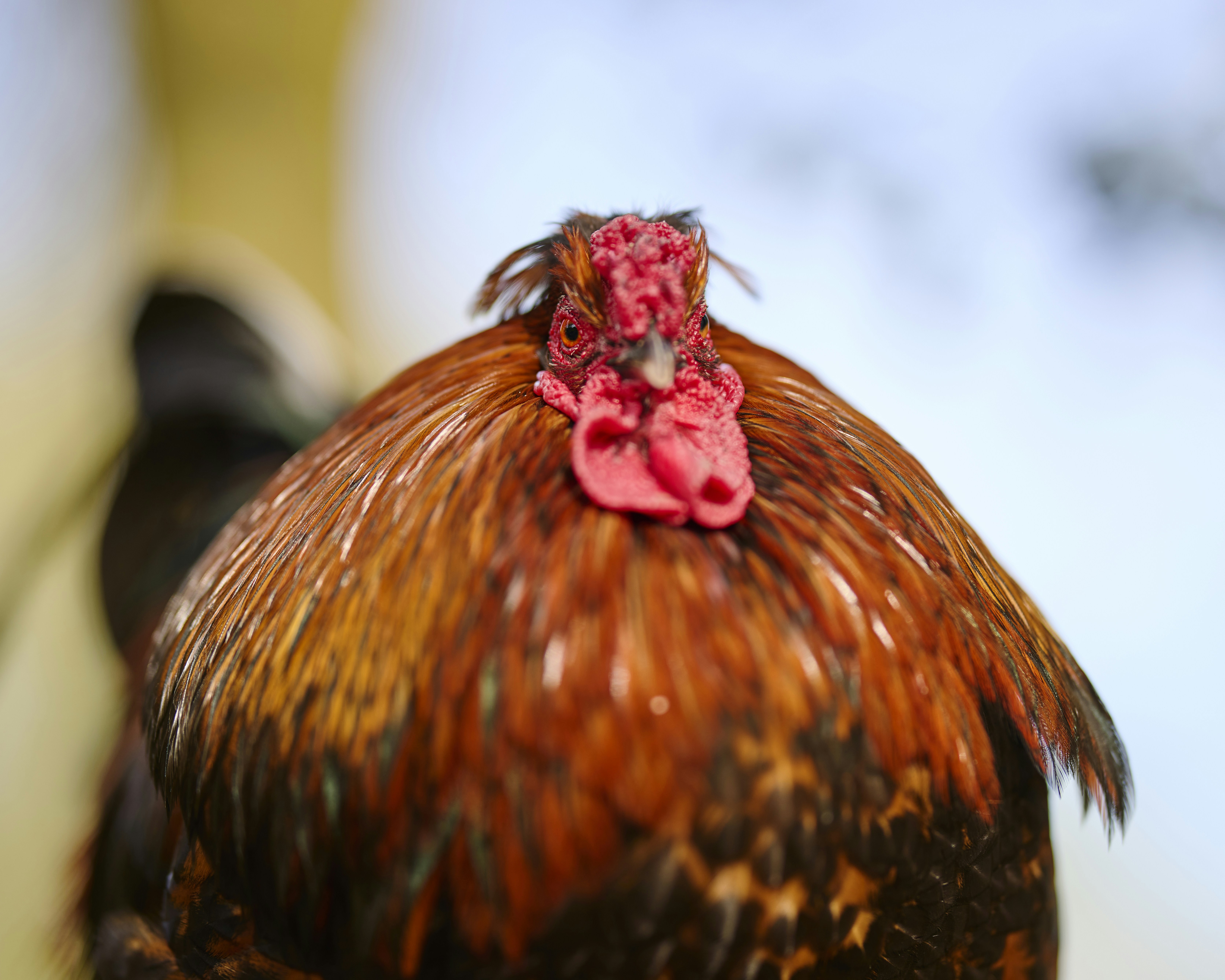 Close-Up of a Rooster’s Striking Comb and Chest Plumage