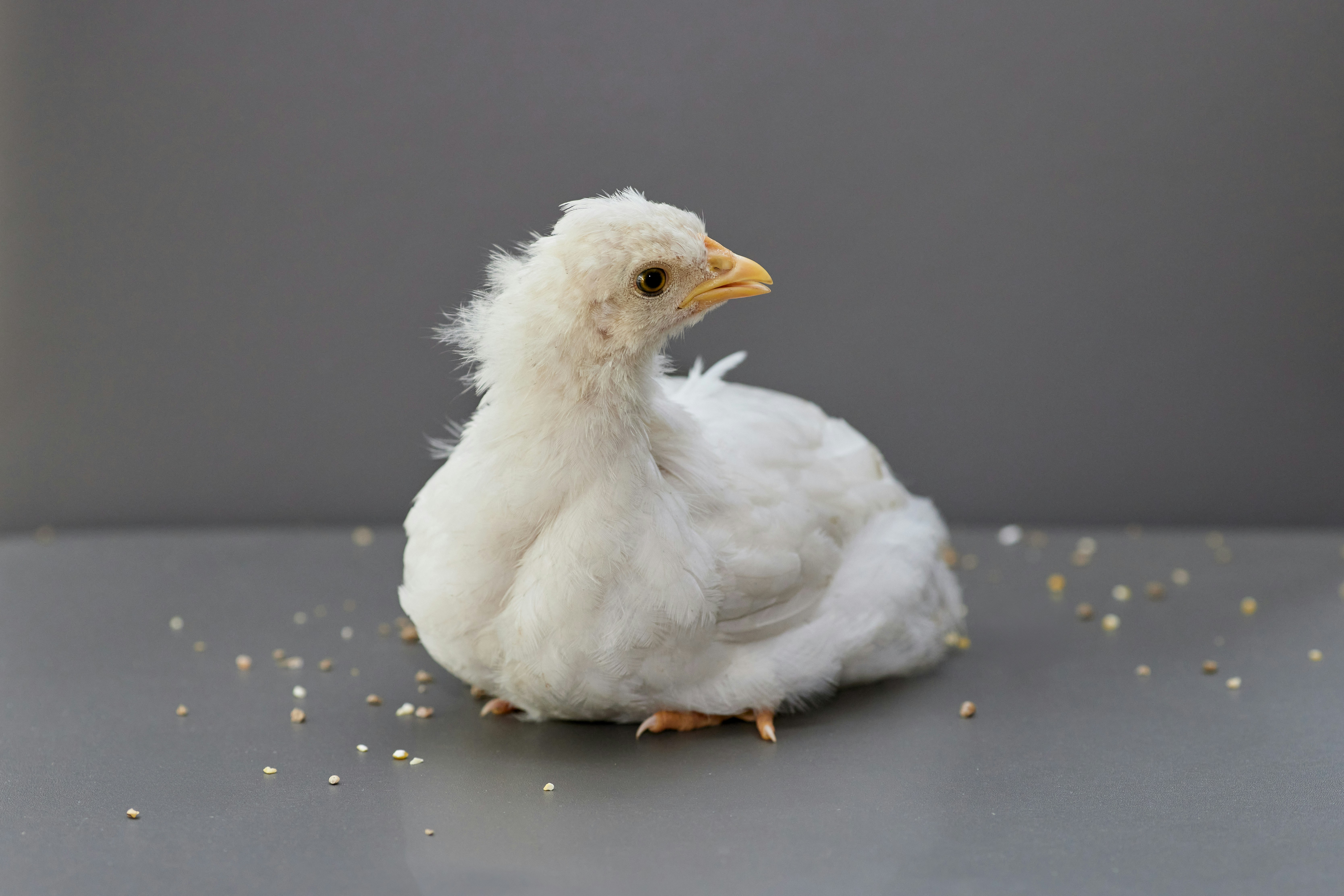 White chick on a smooth gray ground under soft studio light