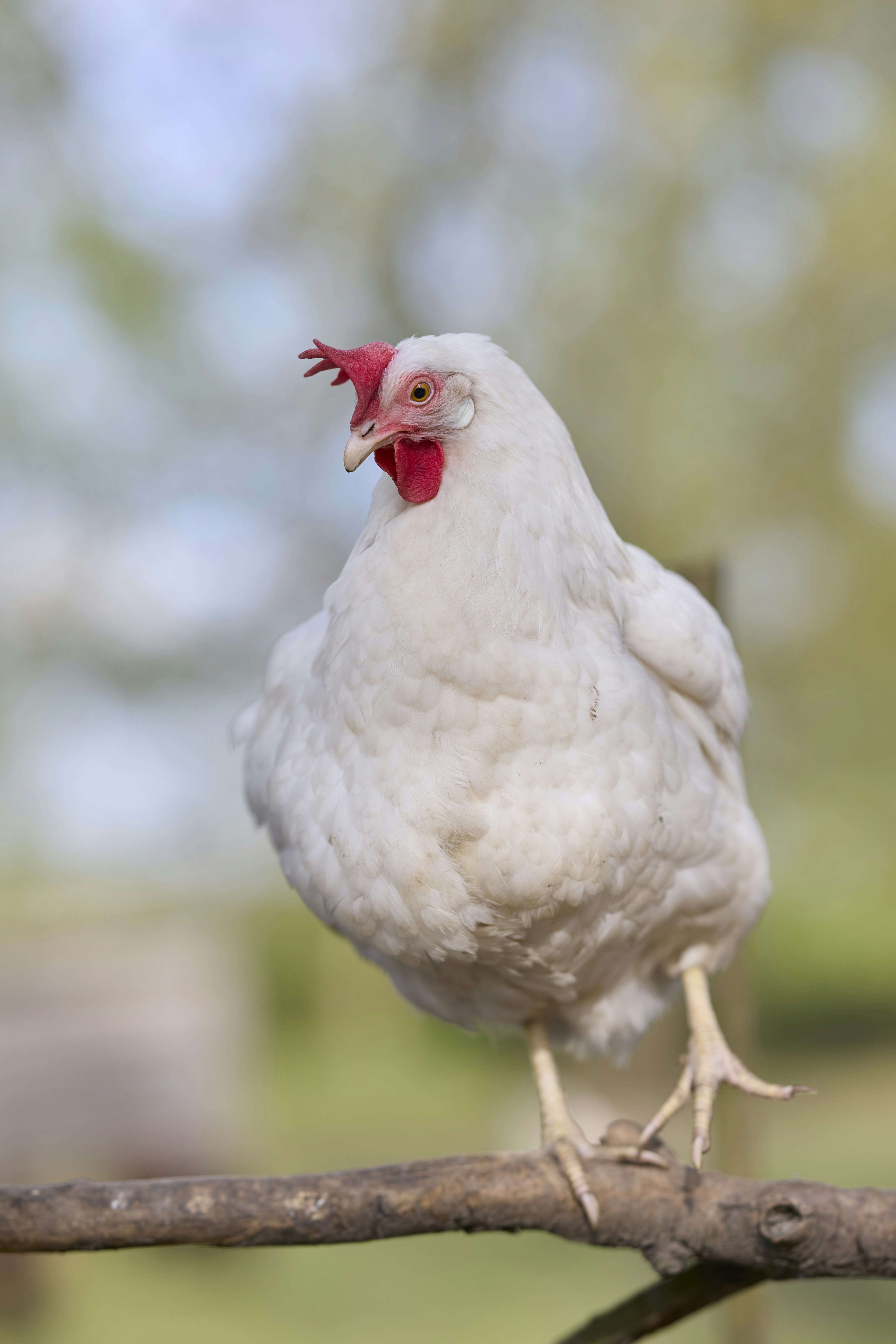 White Hen on a Log: Focused Simplicity in Soft-Backlit Brush