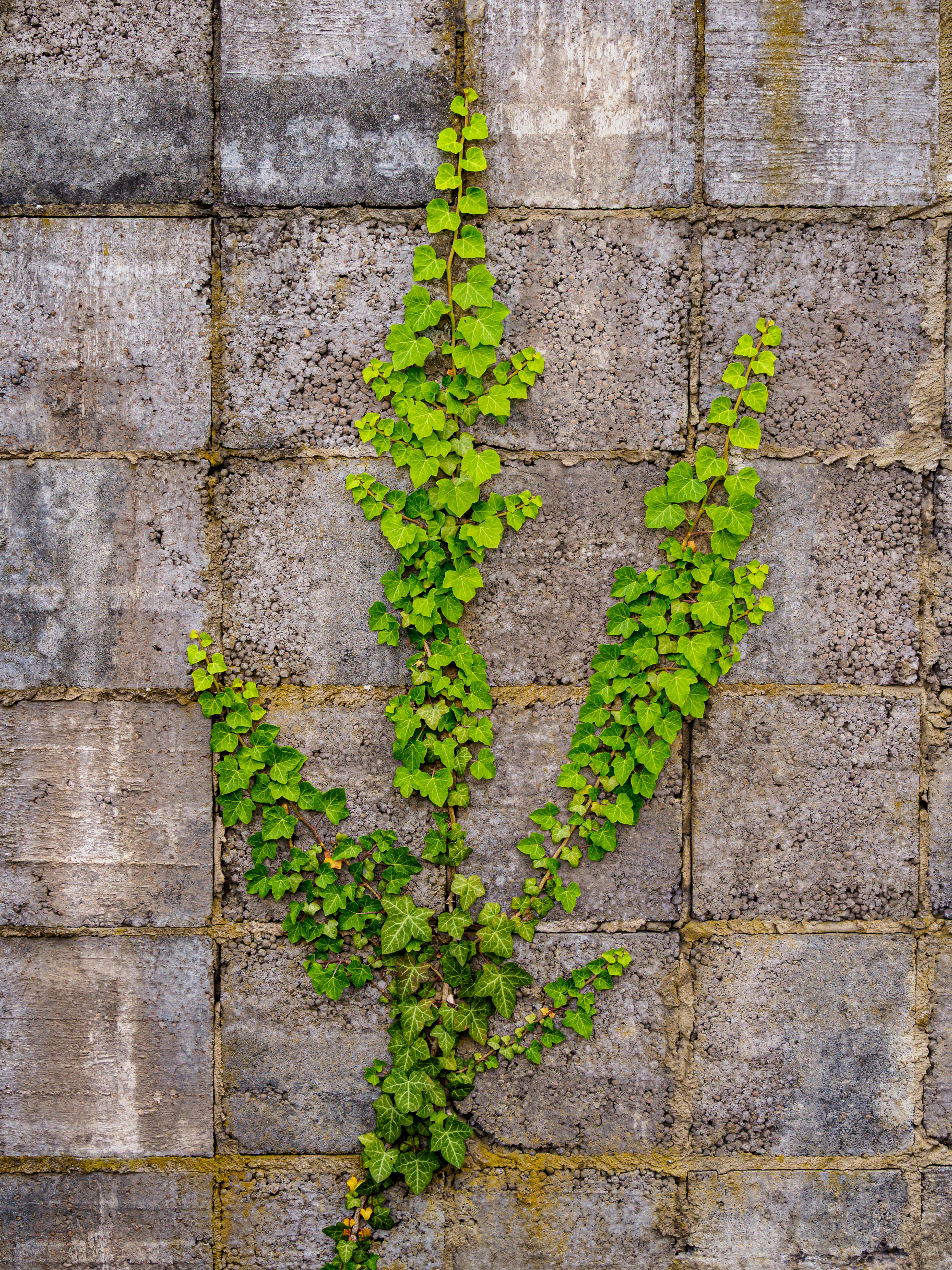Greening Through the Cracks: Ivy Clings to a Mossy Concrete Wall