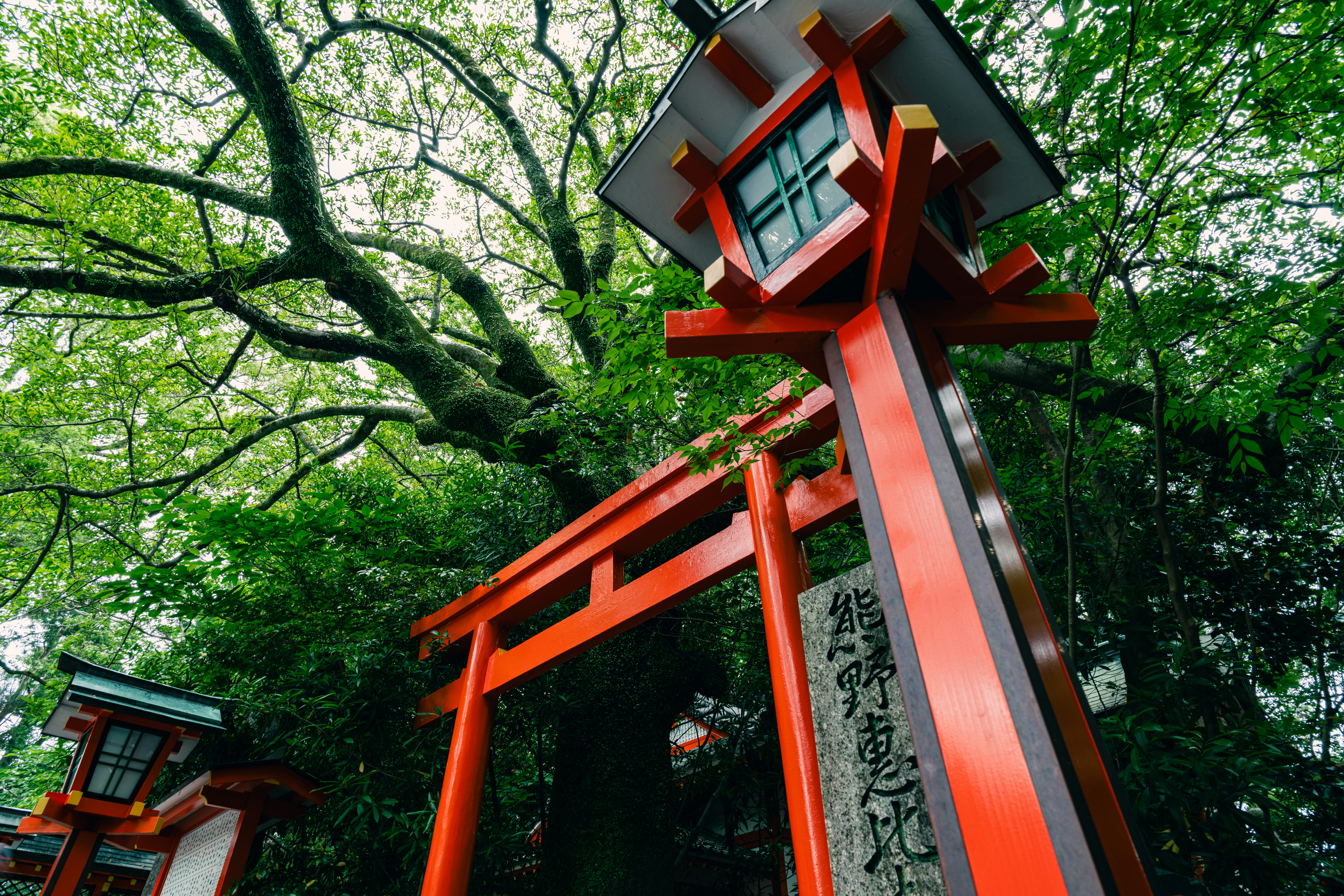Red Torii Gate Rises Among Green Canopy