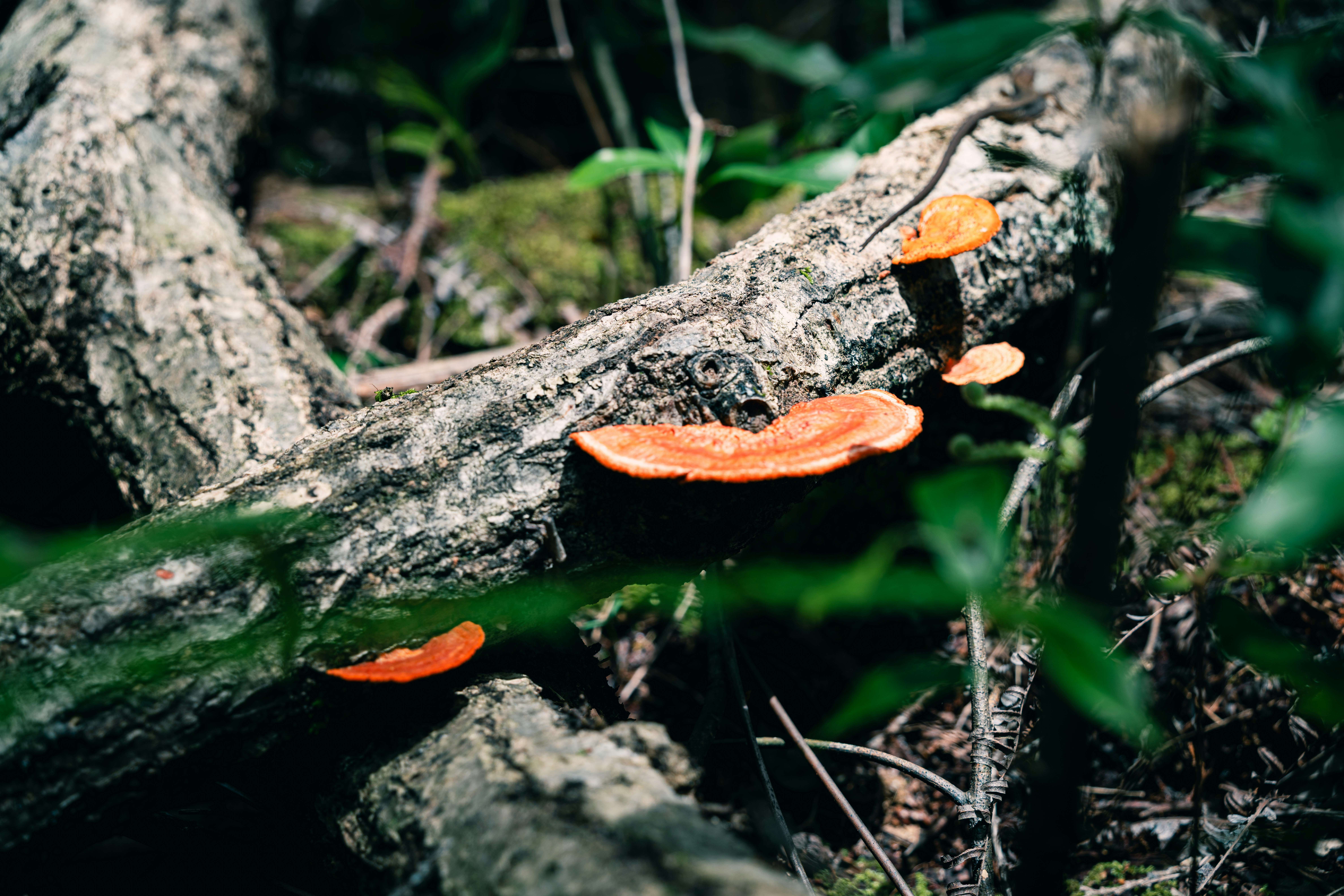 Orange Shelf Fungi Resting on a Mossy Log